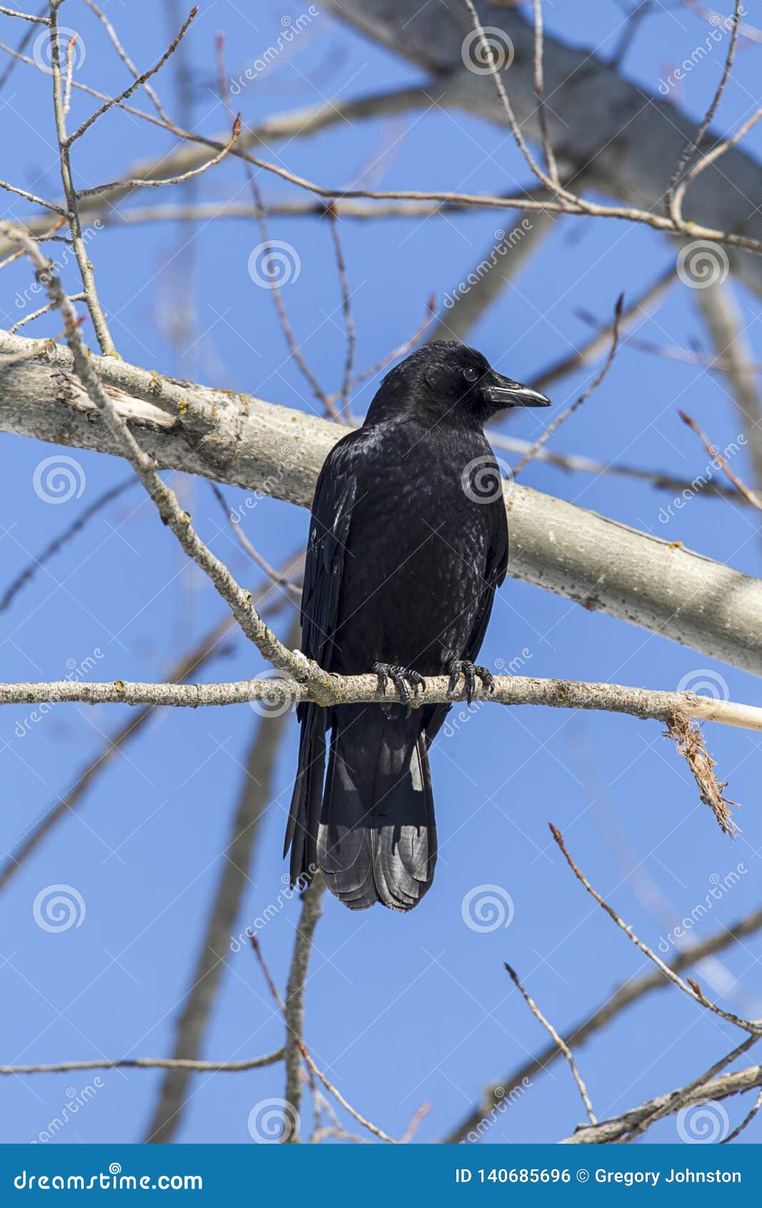 Common Crow Perched on a Branch Stock Photo - Image of nature ...