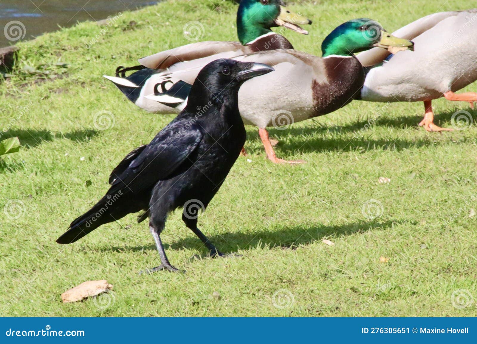 Common Crow Standing on Grass with Ducks Stock Image - Image of corvid ...