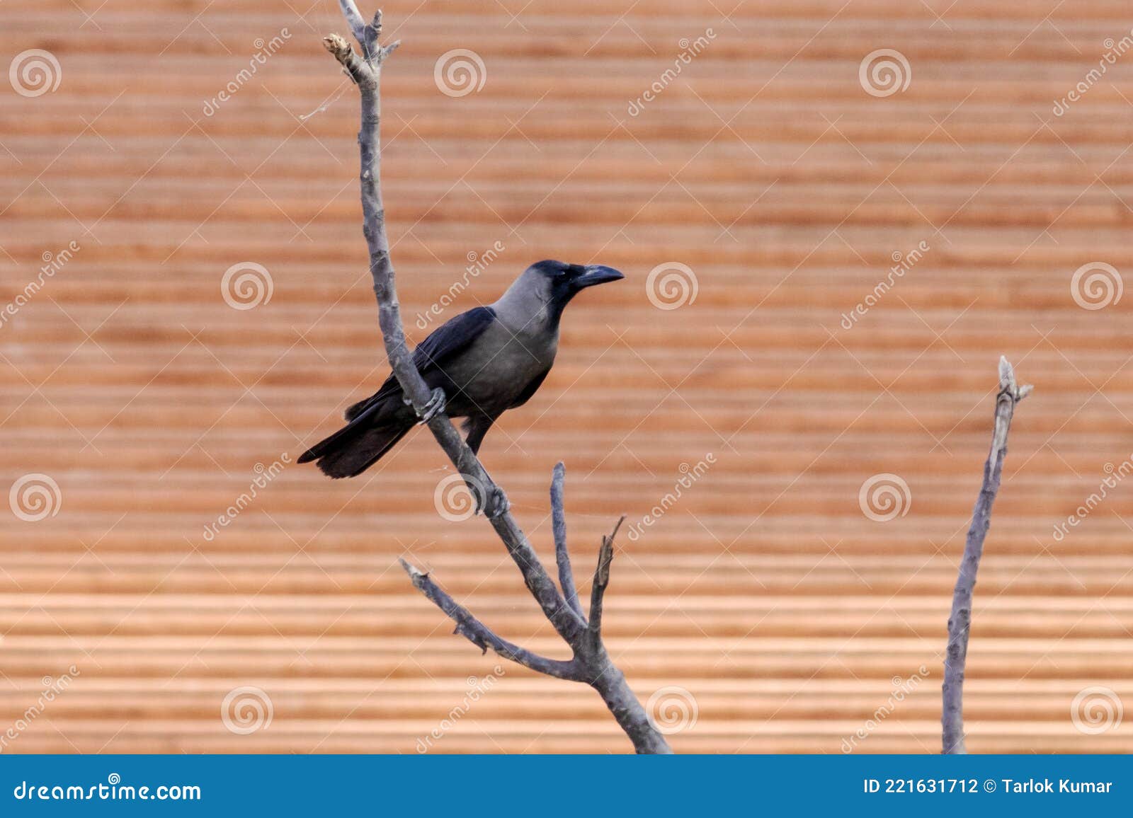 A Common Crow on a Tree Branch Stock Photo - Image of common, crow ...