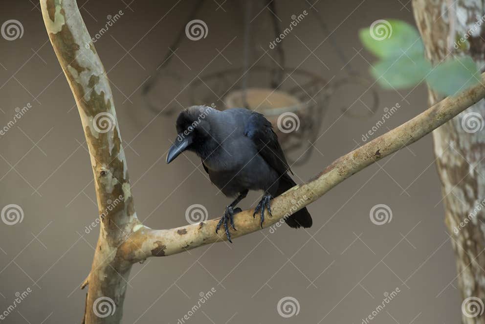 Common crow-2 stock photo. Image of avian, crow, animals - 64115030
