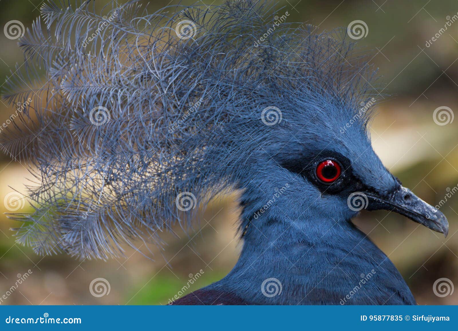 Common crowned pigeon stock image. Image of beauty, western - 95877835