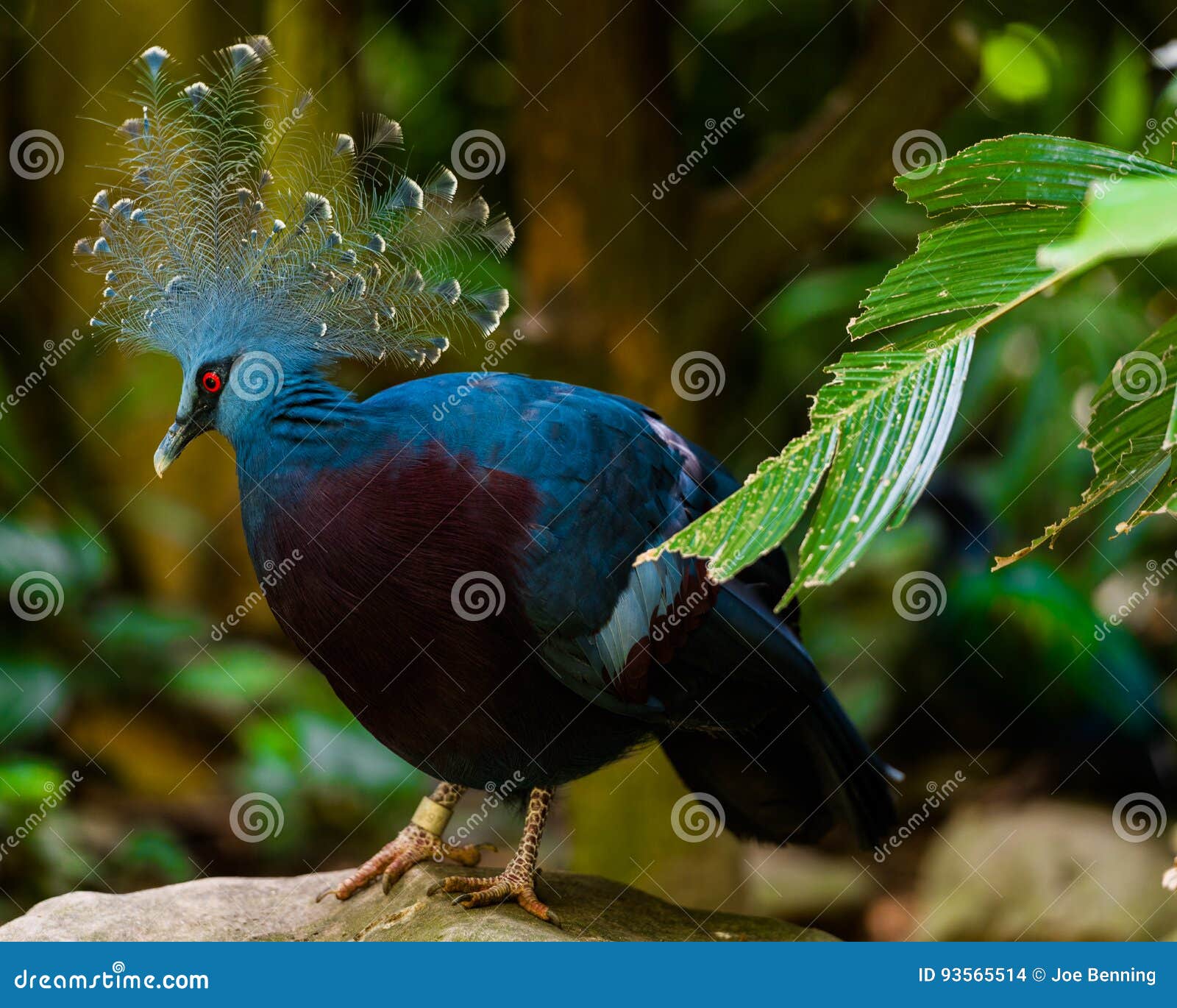 Common Crowned Pigeon stock photo. Image of aviary, nature - 93565514