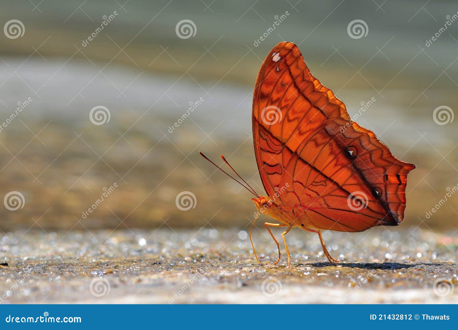 Common Cruiser butterfly stock photo. Image of erota - 21432812
