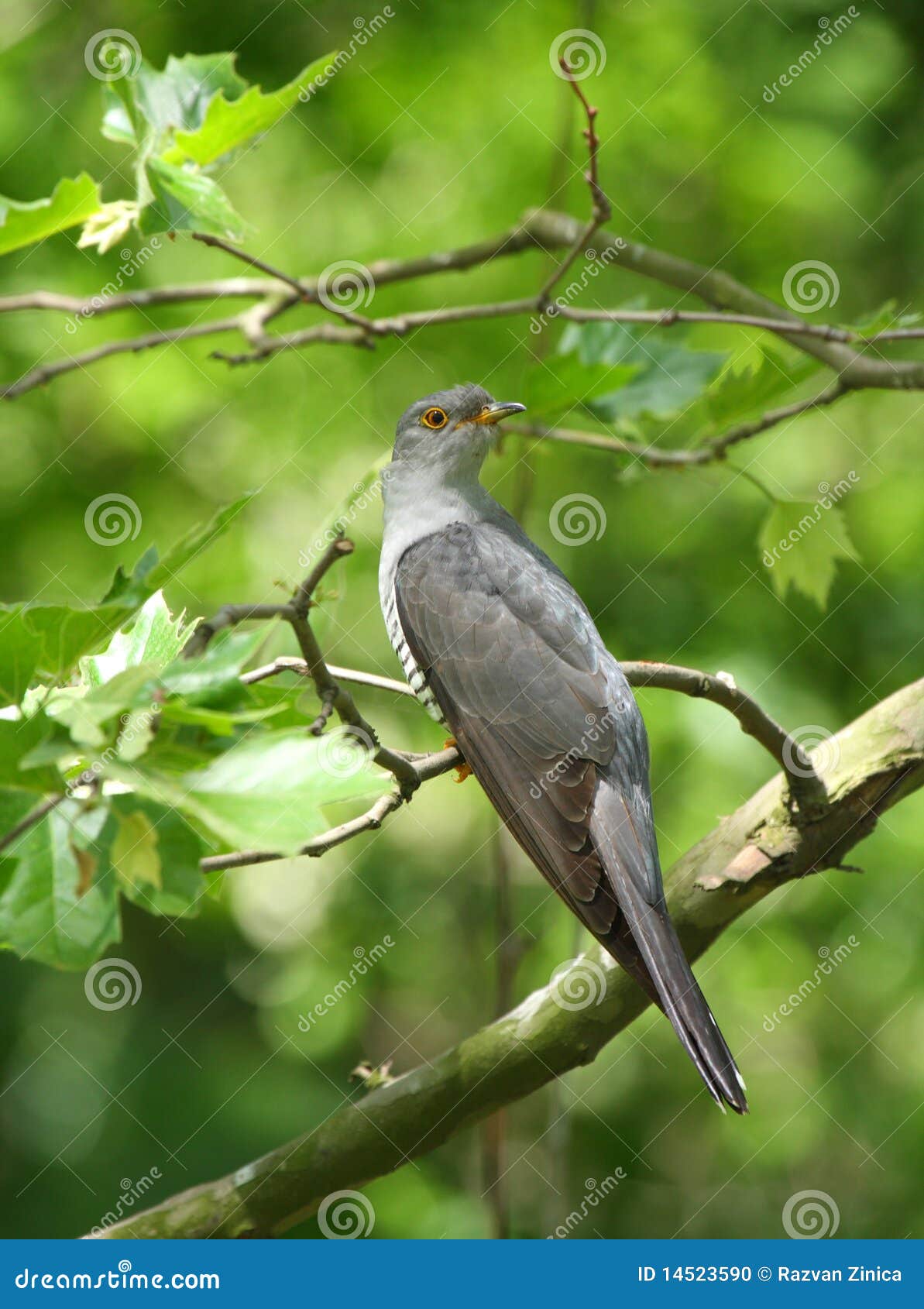 Common Cuckoo stock photo. Image of animal, bird, migratory - 14523590