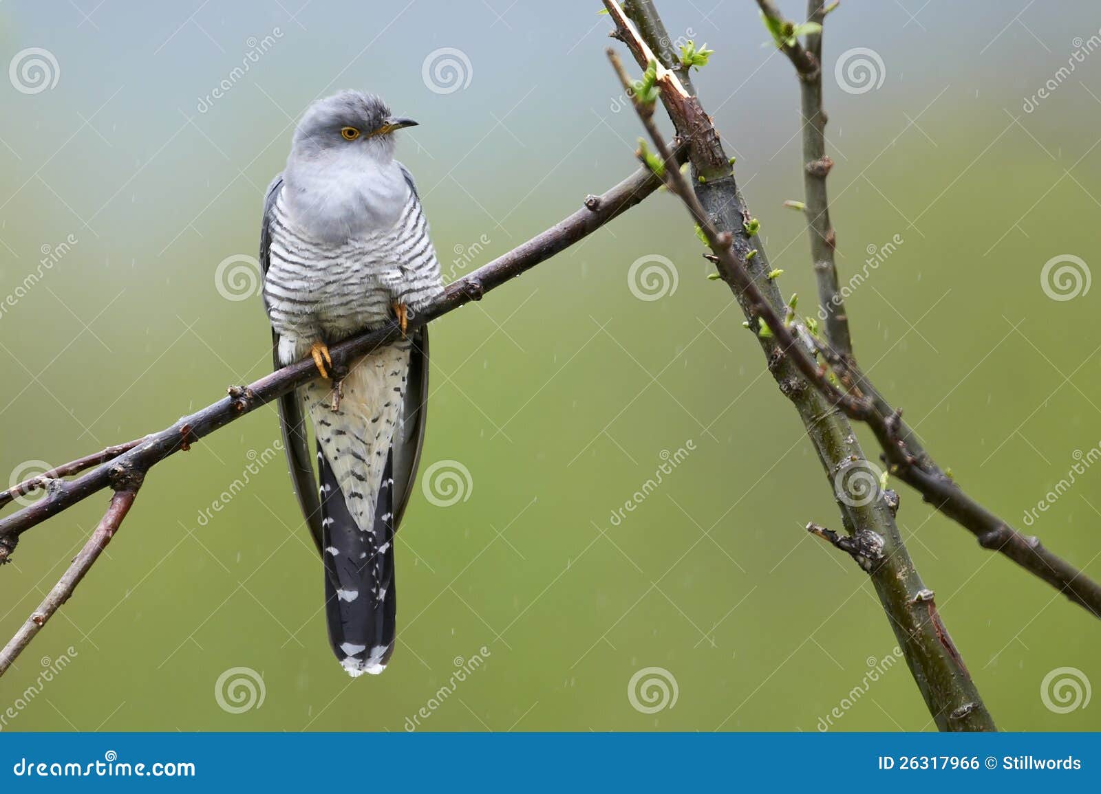 Common cuckoo stock photo. Image of cuckoo, observe, watch - 26317966