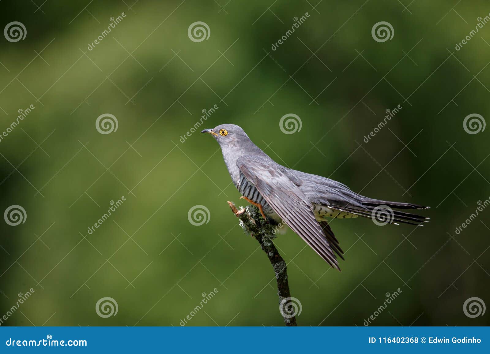 The Common Cuckoo in a Classic Pose Stock Photo - Image of cuculus ...
