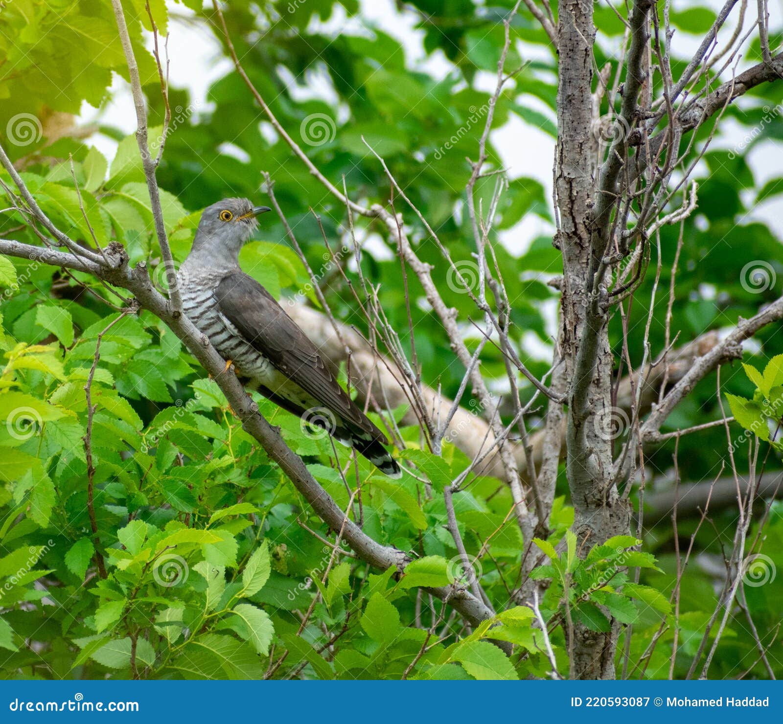 The Common Cuckoo Cuculus Canorus Stock Image - Image of canorus ...