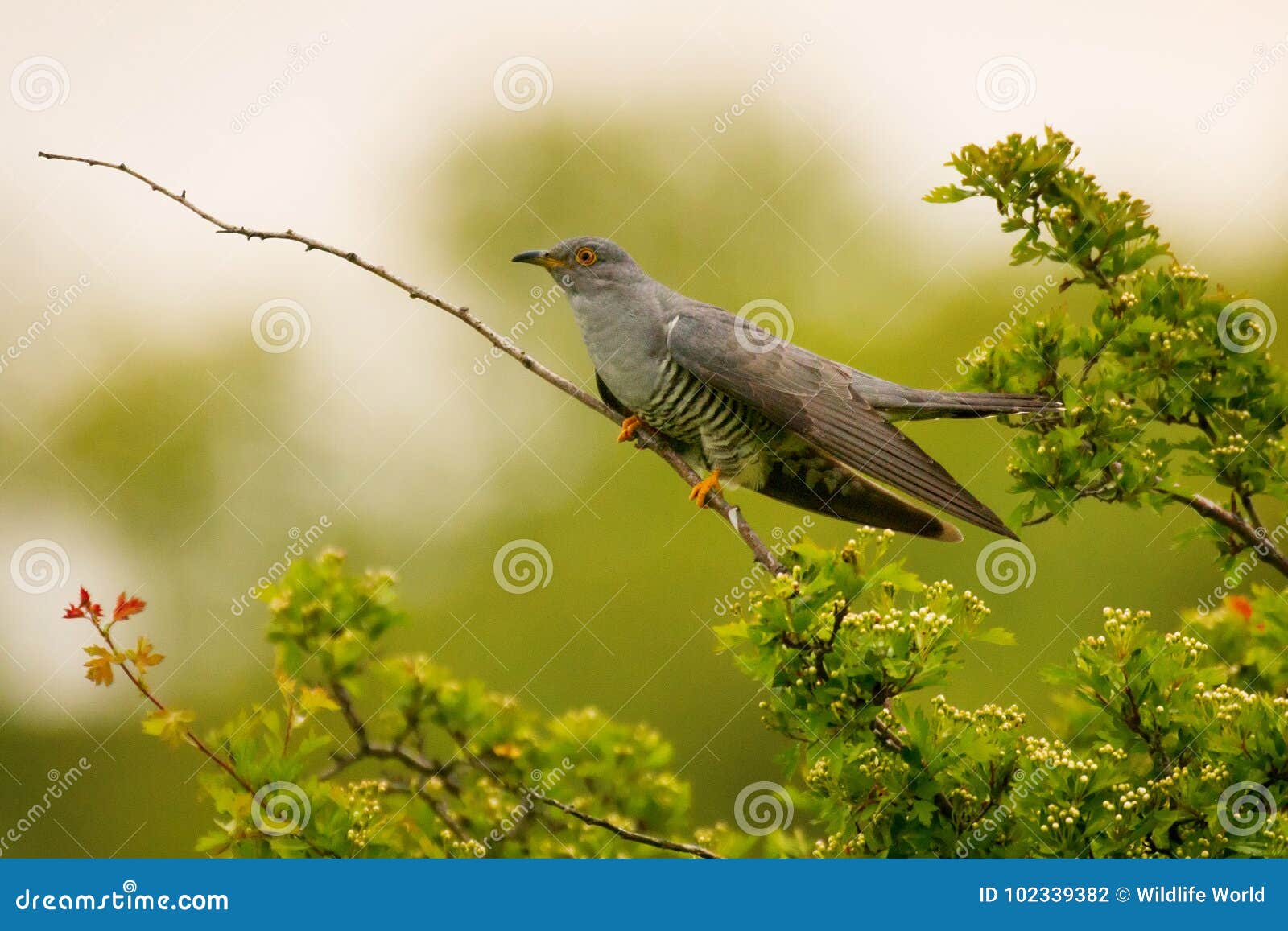 Common Cuckoo Cuculus Canorus Stock Photo - Image of nature, sing ...