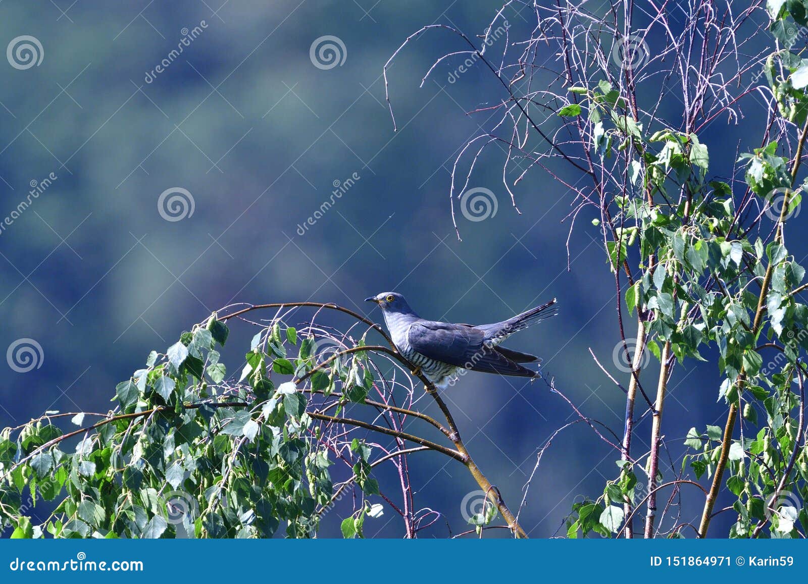 Common Cuckoo Cuculus Canorus Stock Image - Image of portrait, habitat ...