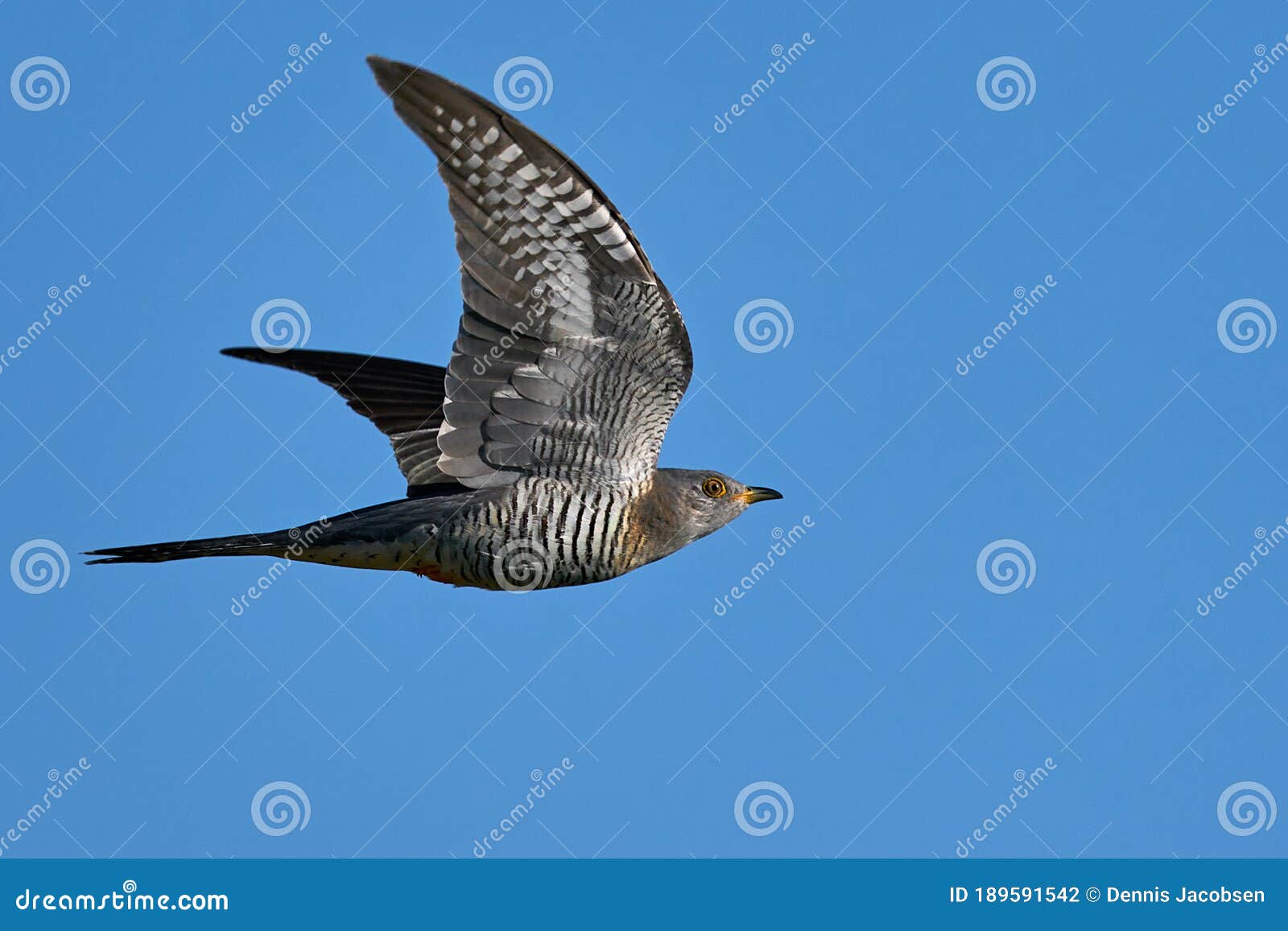 Common Cuckoo Cuculus Canorus Stock Photo - Image of bird, cuculus ...