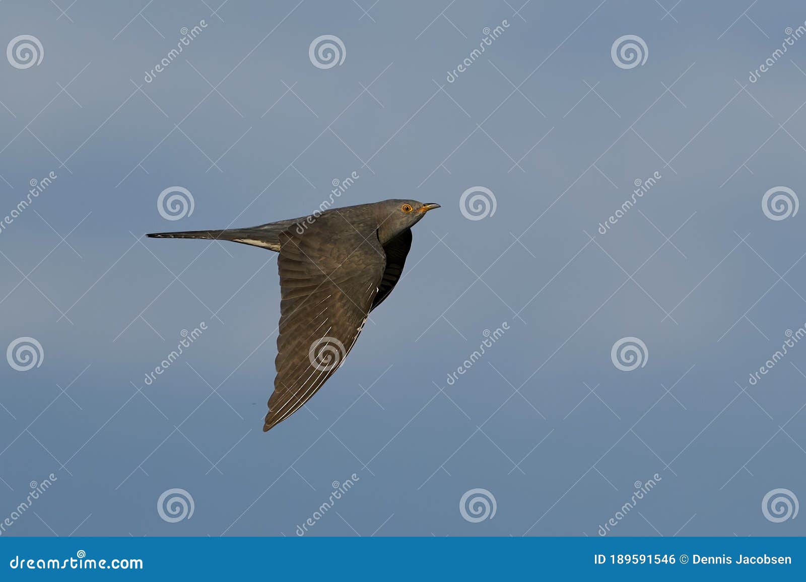 Common Cuckoo Cuculus Canorus Stock Photo - Image of flight, habitat ...