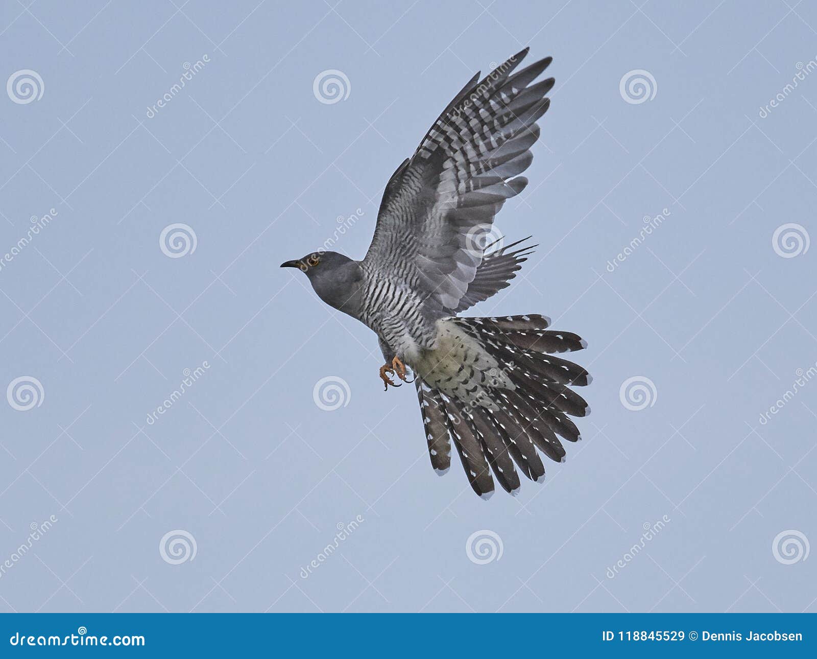 Common Cuckoo Cuculus Canorus Stock Image - Image of bird, common ...