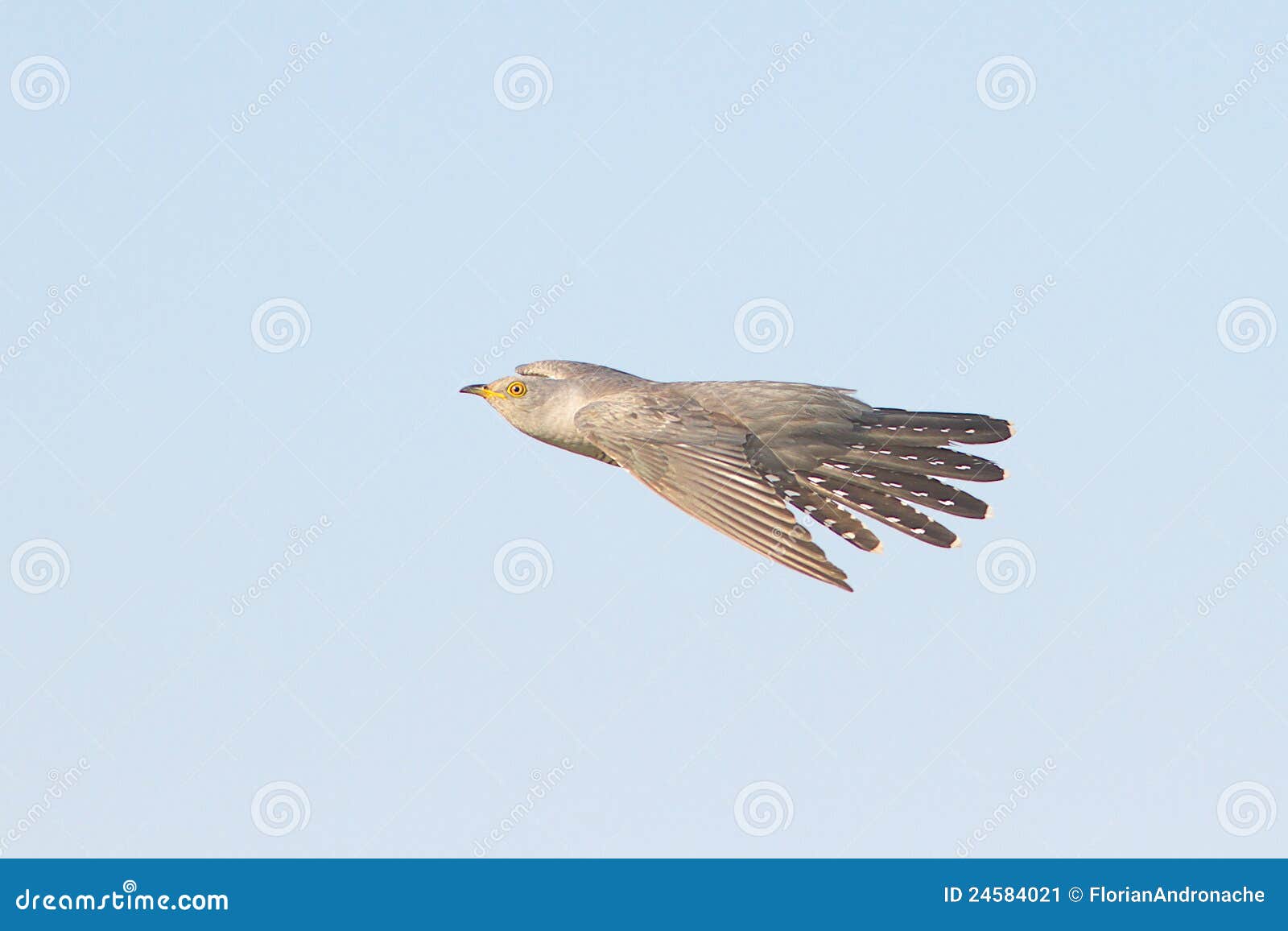 Common Cuckoo / Cuculus Canorus ( Europe Stock Image - Image of height ...