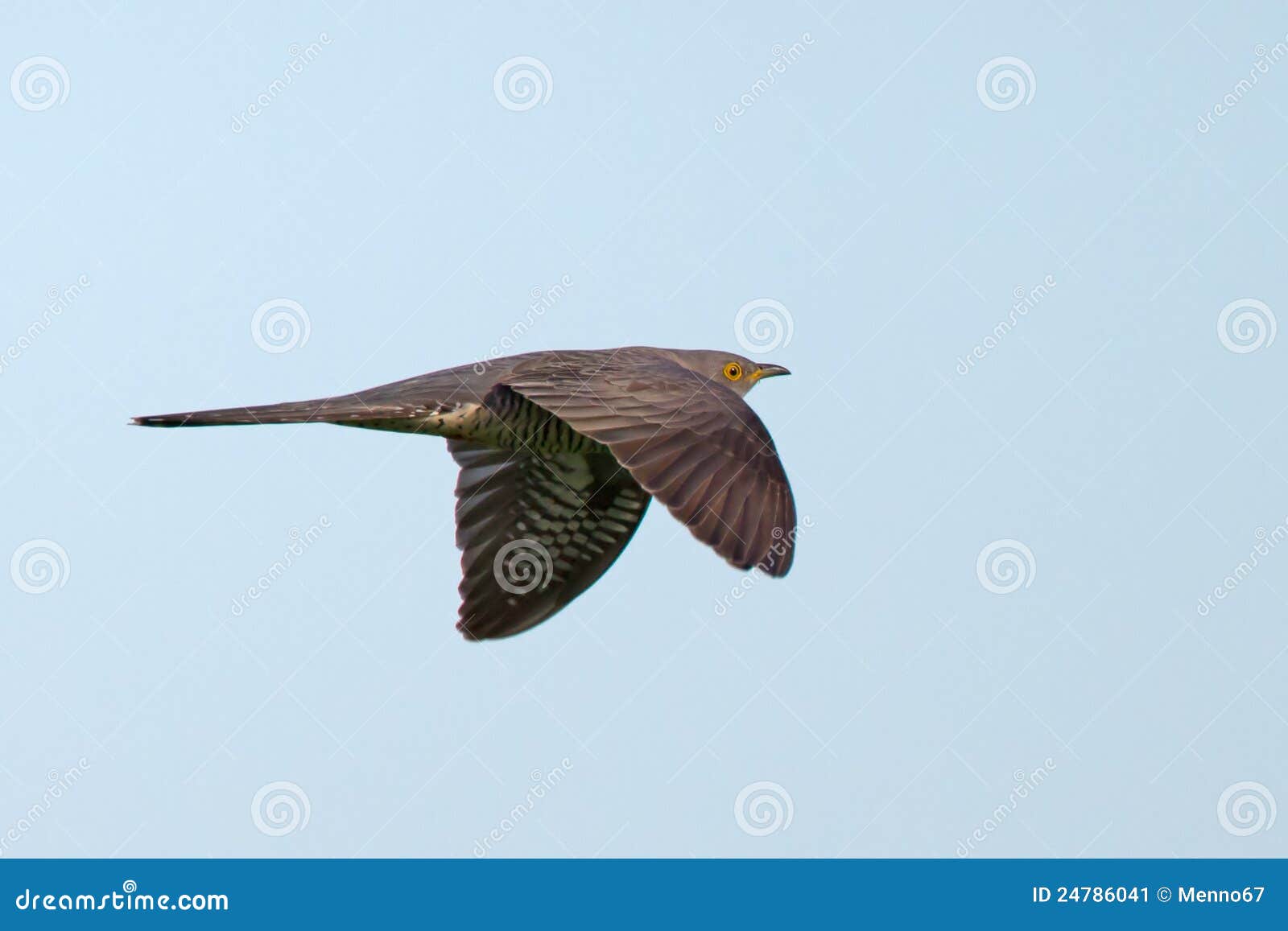 Common Cuckoo / Cuculus Canorus ( Europe Stock Image - Image of height ...