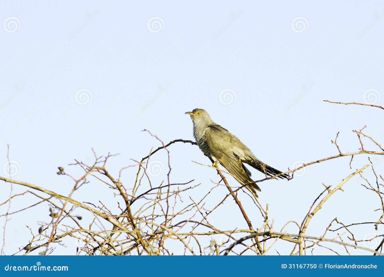 Common Cuckoo / Cuculus Canorus Stock Photo - Image of fist, exotic ...
