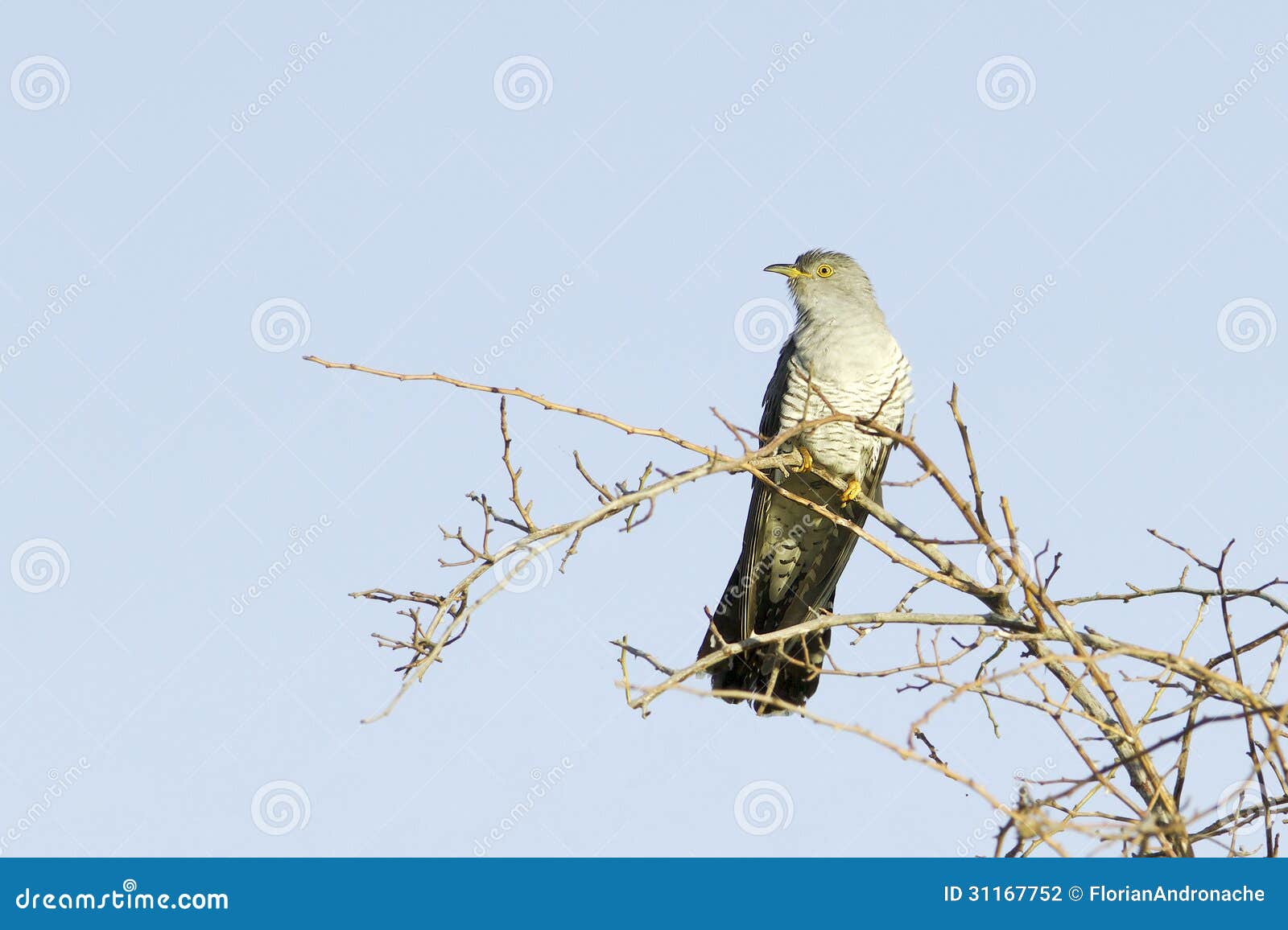 Common Cuckoo Cuculus Canorus Royalty-Free Stock Photo | CartoonDealer ...