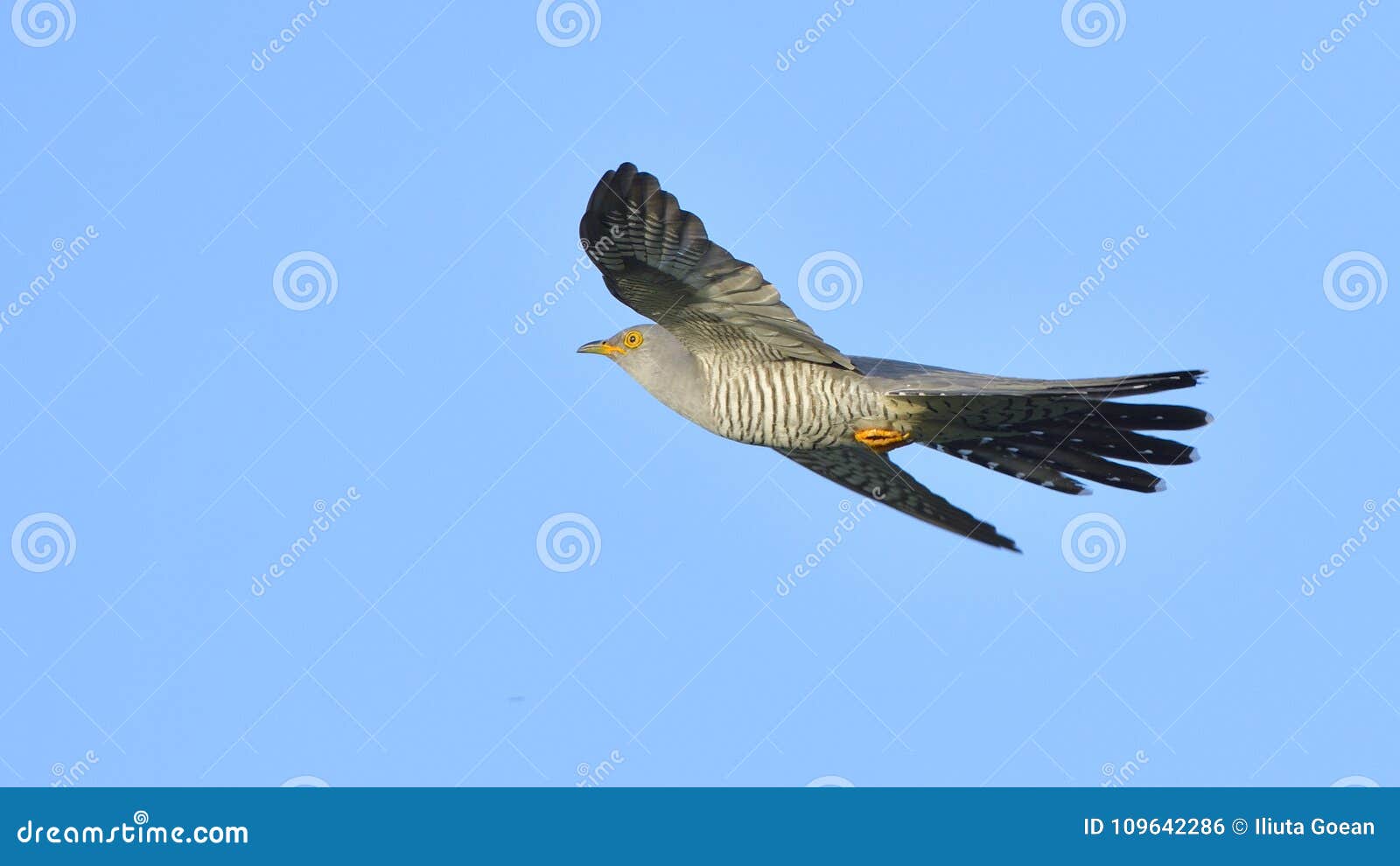 Common Cuckoo & X28;Cuculus Canorus& X29; Stock Photo - Image of cuckoo ...