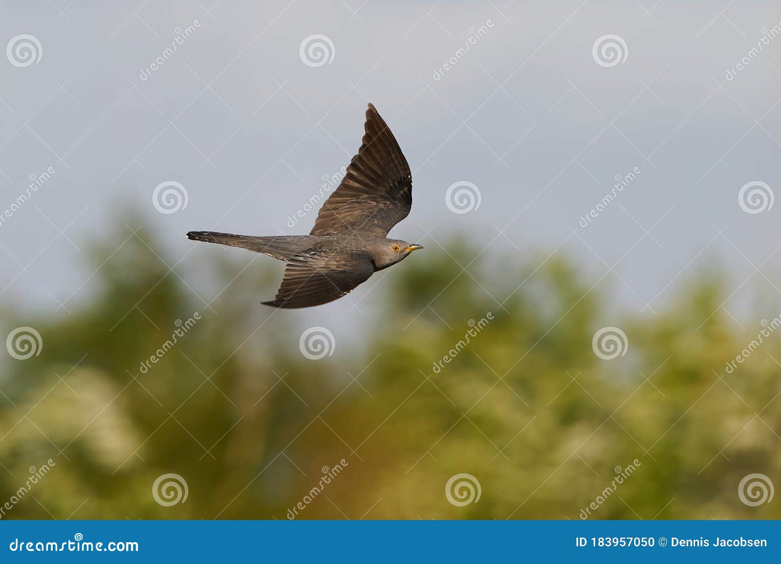 Common Cuckoo Cuculus Canorus Stock Photo - Image of habitat, wildlife ...