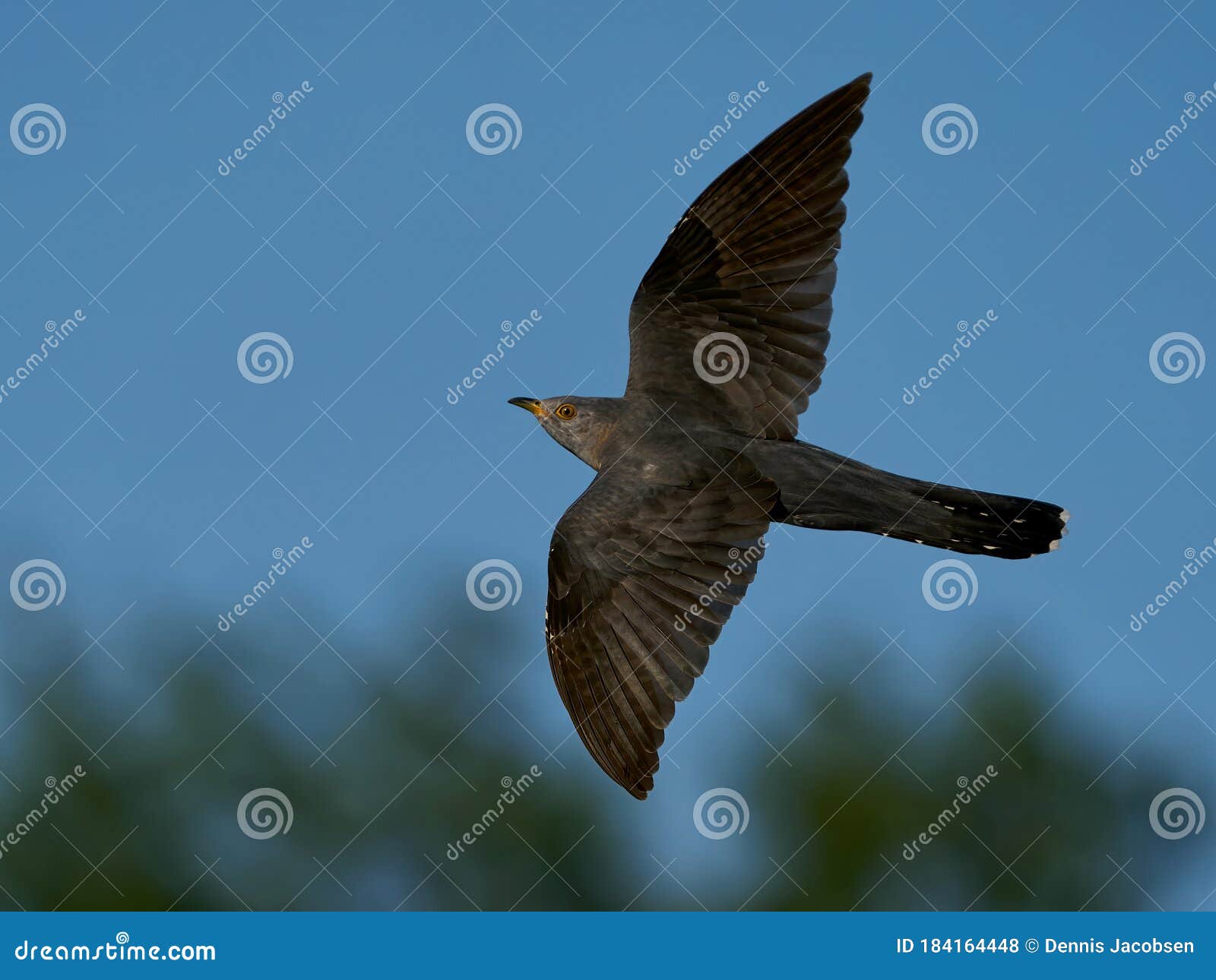 Common Cuckoo Cuculus Canorus Stock Photo - Image of flight, europe ...