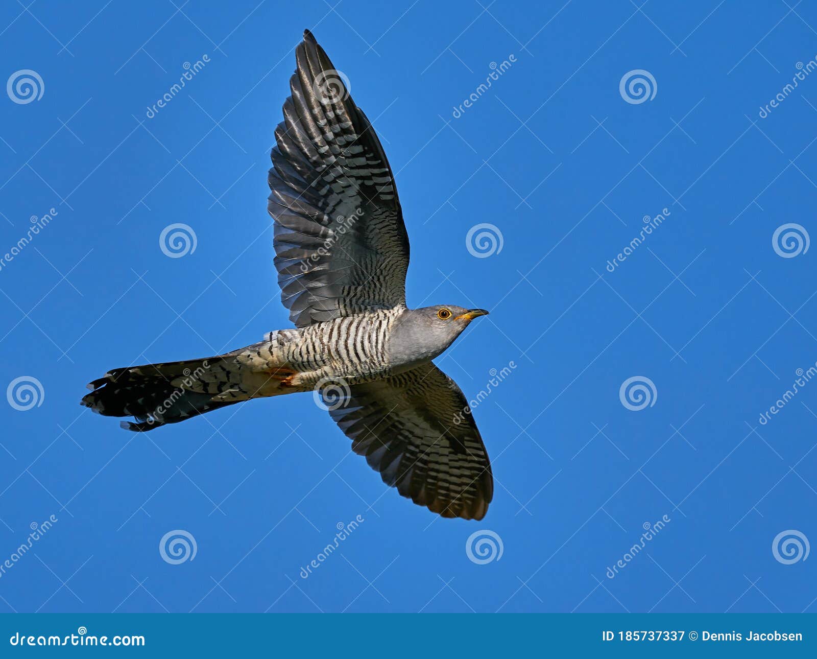 Common Cuckoo Cuculus Canorus Stock Image - Image of natural, denmark ...