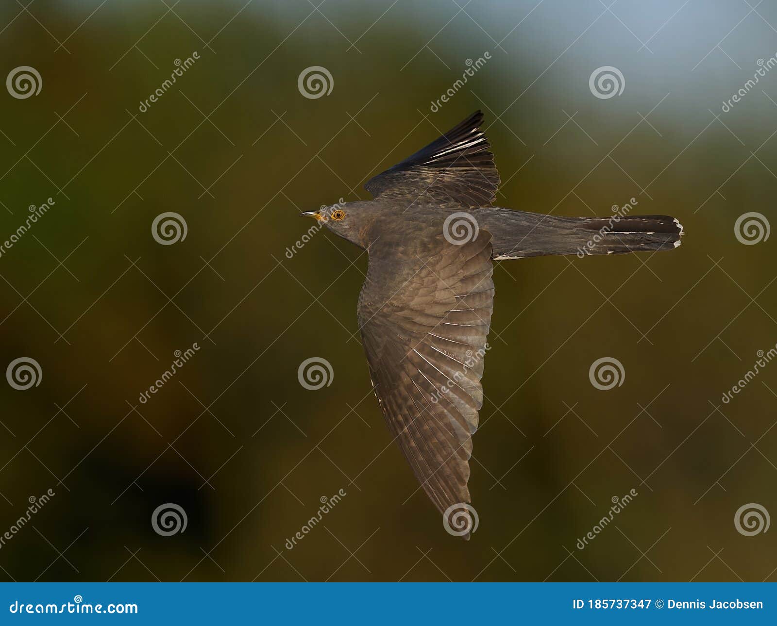 Common Cuckoo Cuculus Canorus Stock Image - Image of cuculus, flying ...