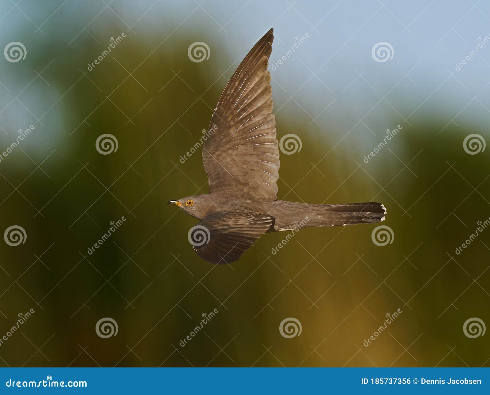 Common Cuckoo Cuculus Canorus Stock Photo - Image of europe ...