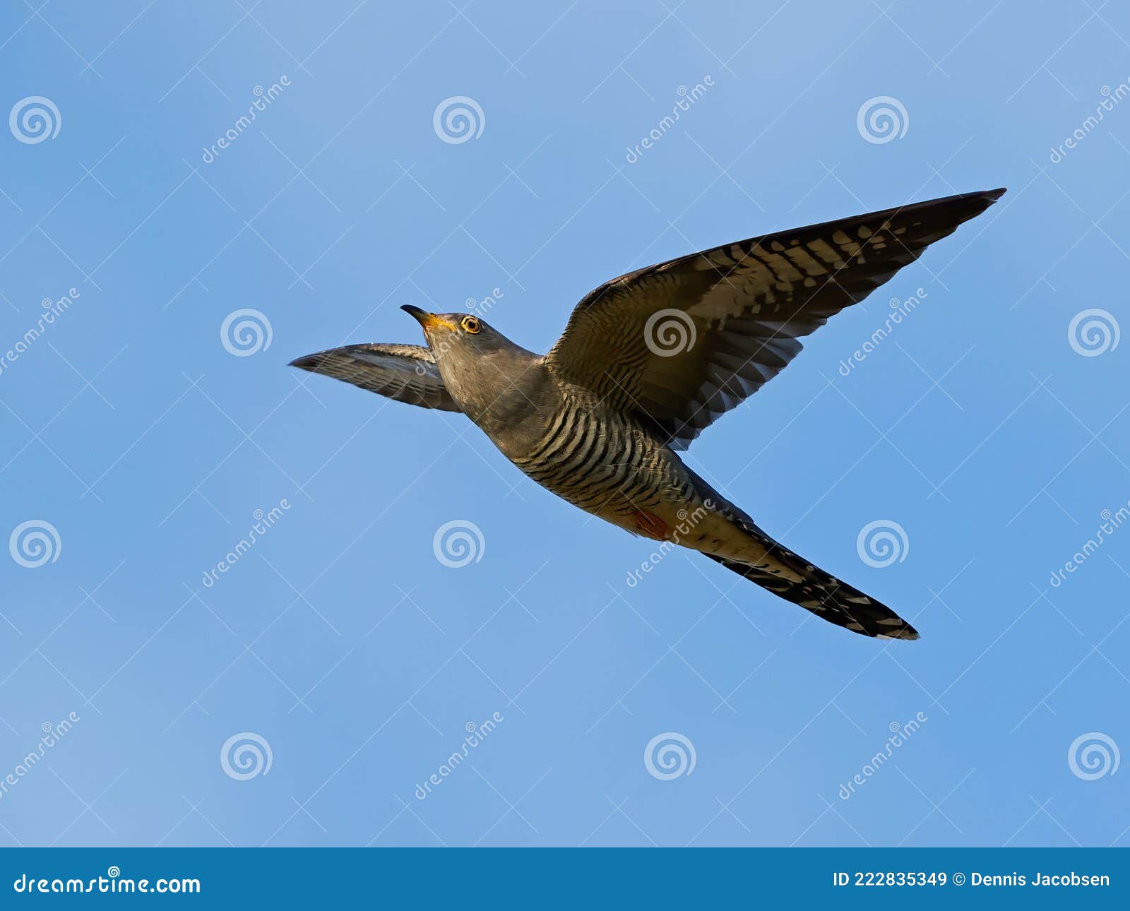 Common Cuckoo Cuculus Canorus Stock Image - Image of denmark, bird ...