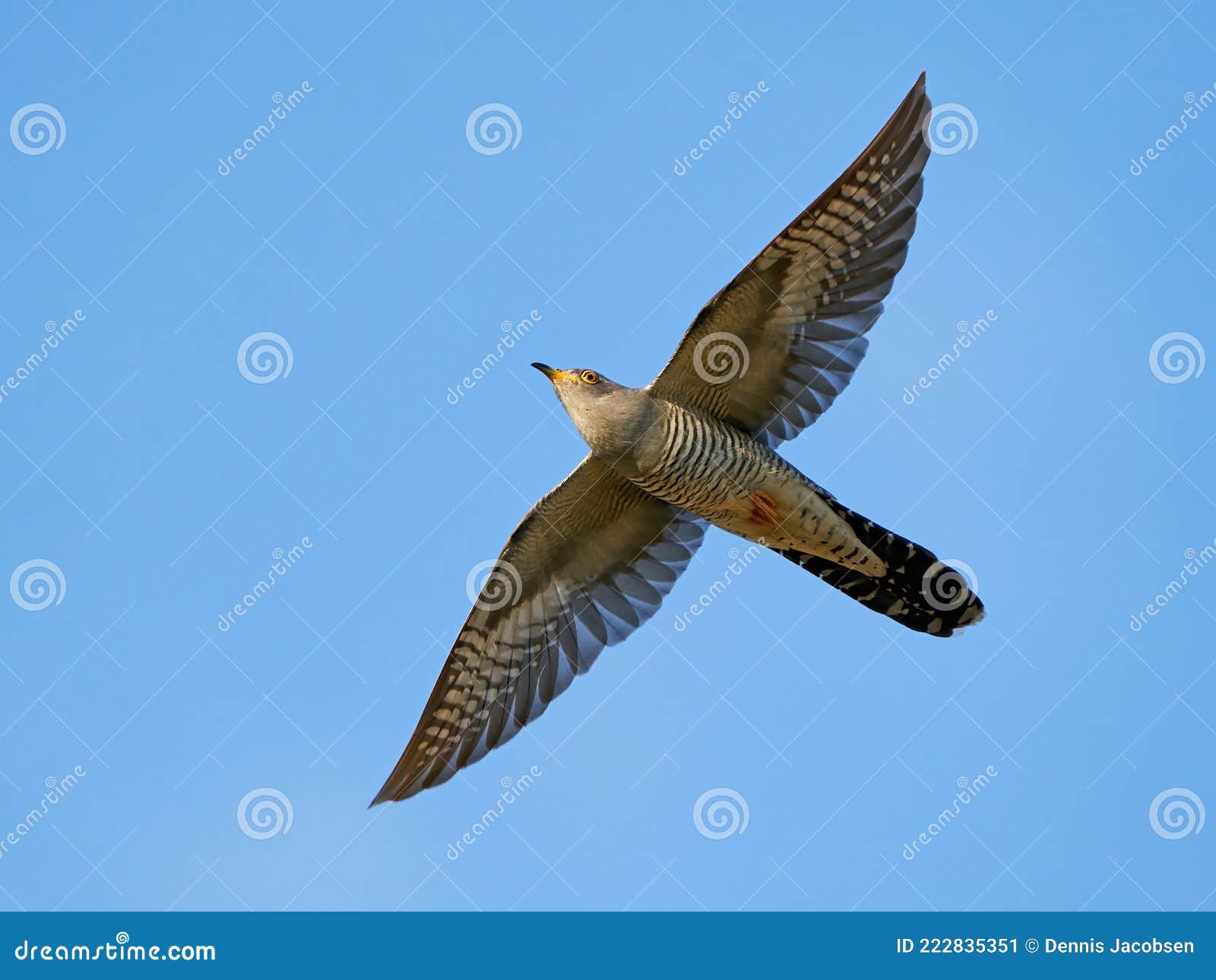 Common Cuckoo Cuculus Canorus Stock Image - Image of nature, animal ...