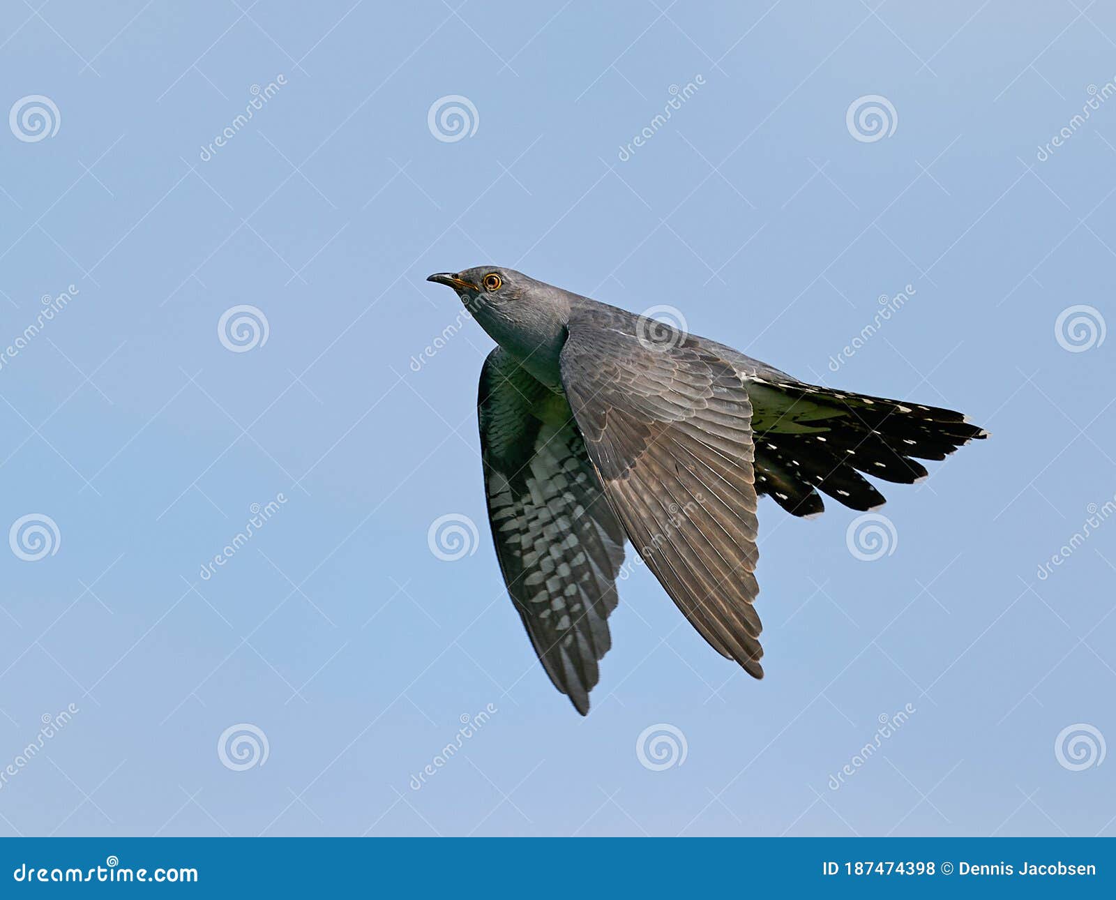 Common Cuckoo Cuculus Canorus Stock Photo - Image of scandinavia ...