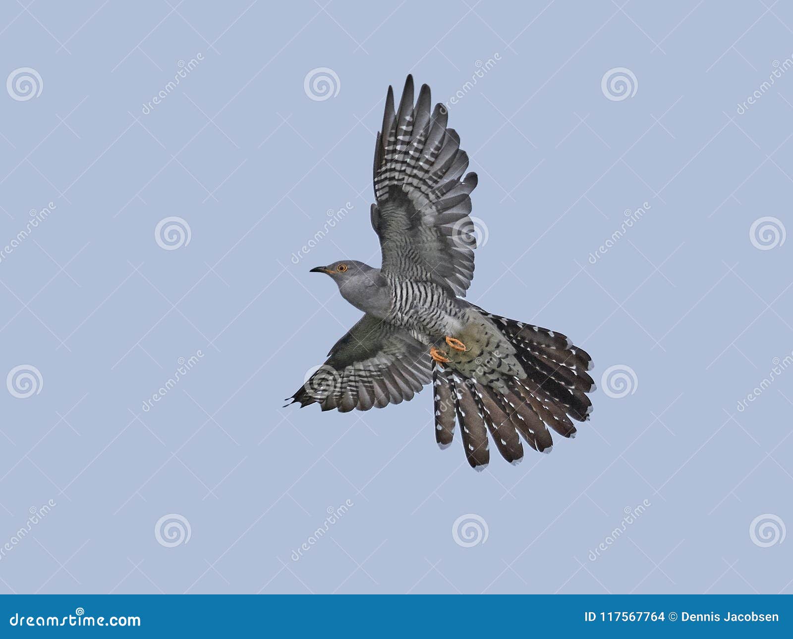 Common Cuckoo Cuculus Canorus Stock Photo - Image of scandinavia ...