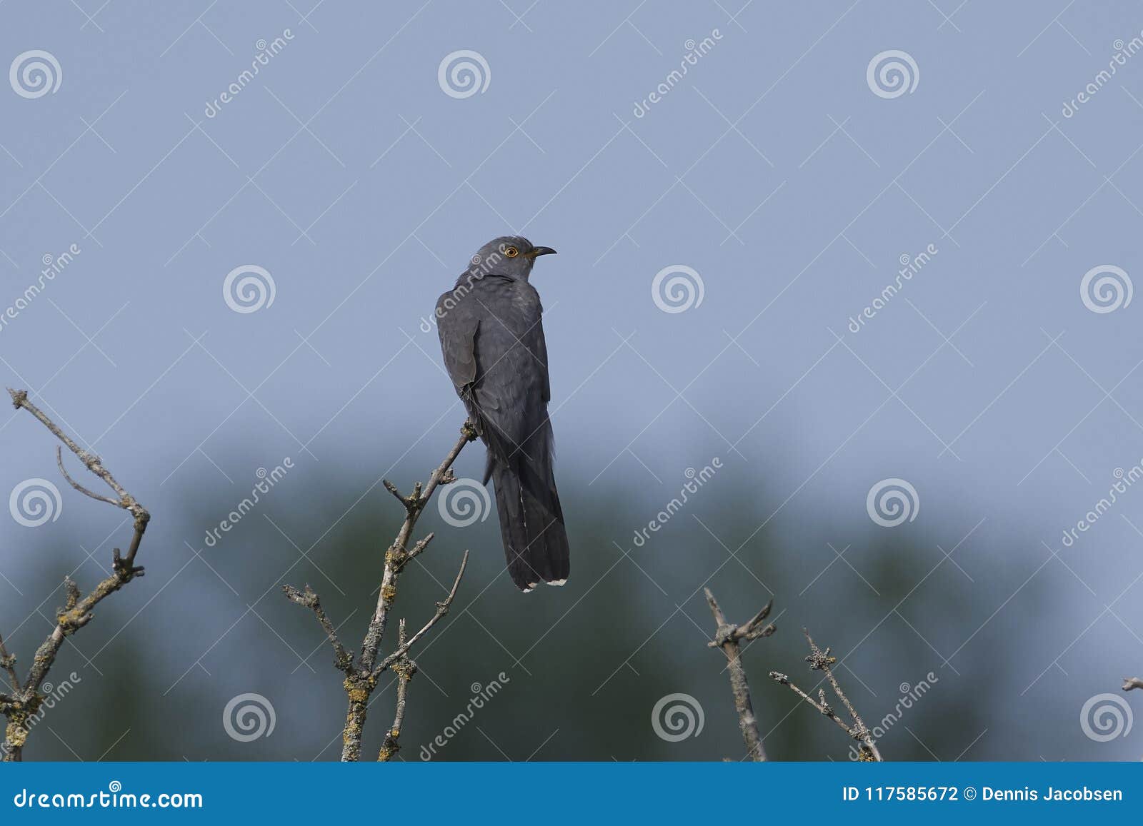 Common Cuckoo Cuculus Canorus Stock Photo - Image of nature, denmark ...
