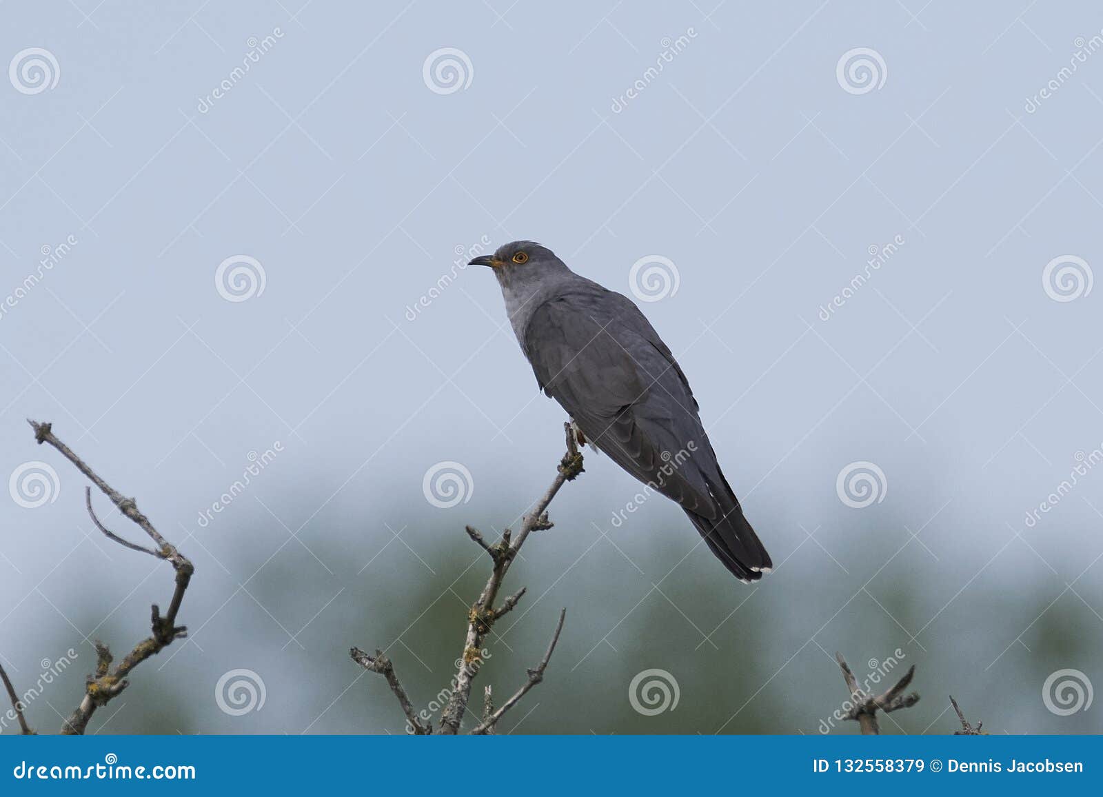 Common Cuckoo Cuculus Canorus Stock Image - Image of nature, cuckoo ...