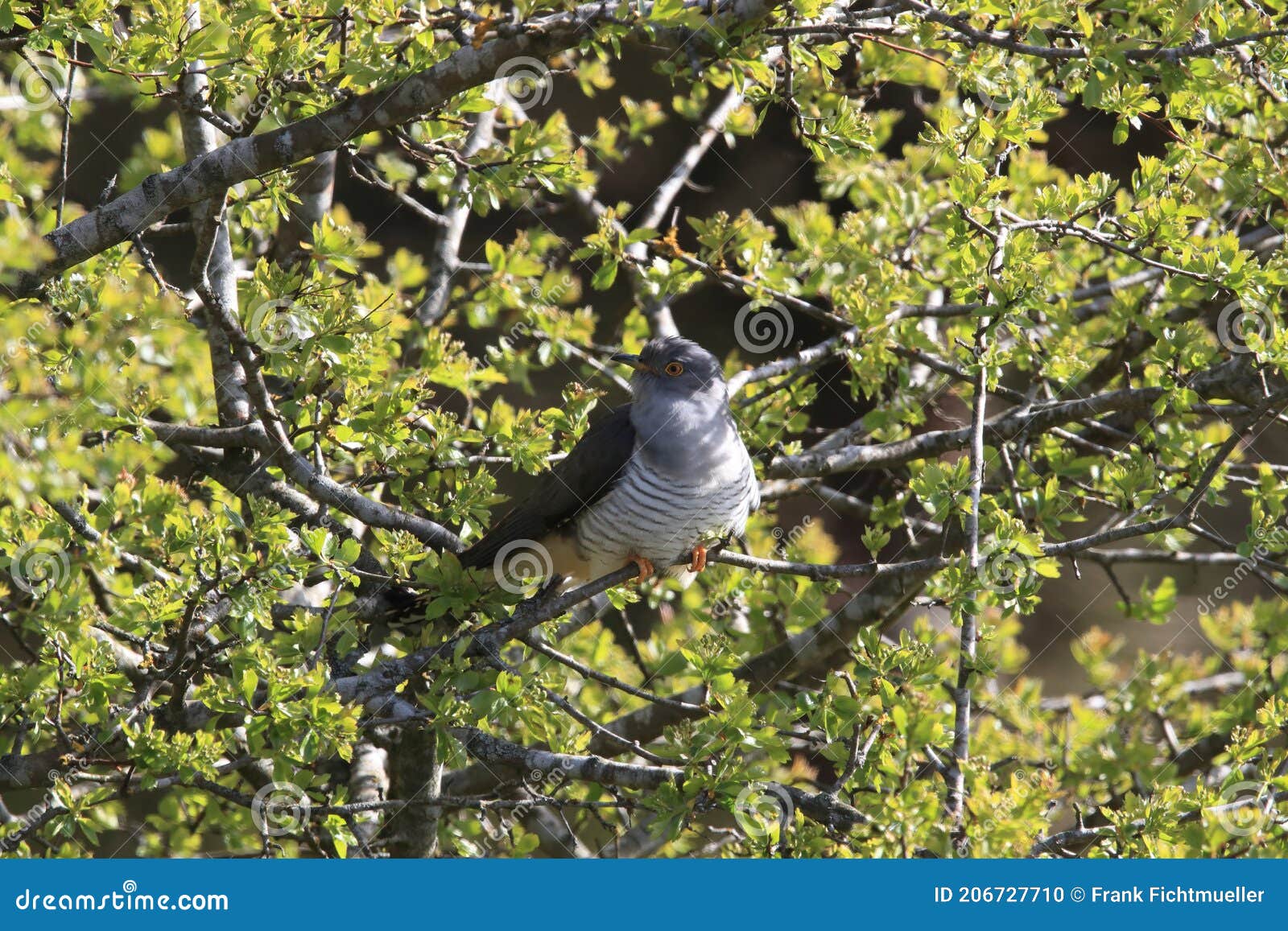 Common Cuckoo (Cuculus Canorus) Oeland Sweden Stock Photo - Image of ...