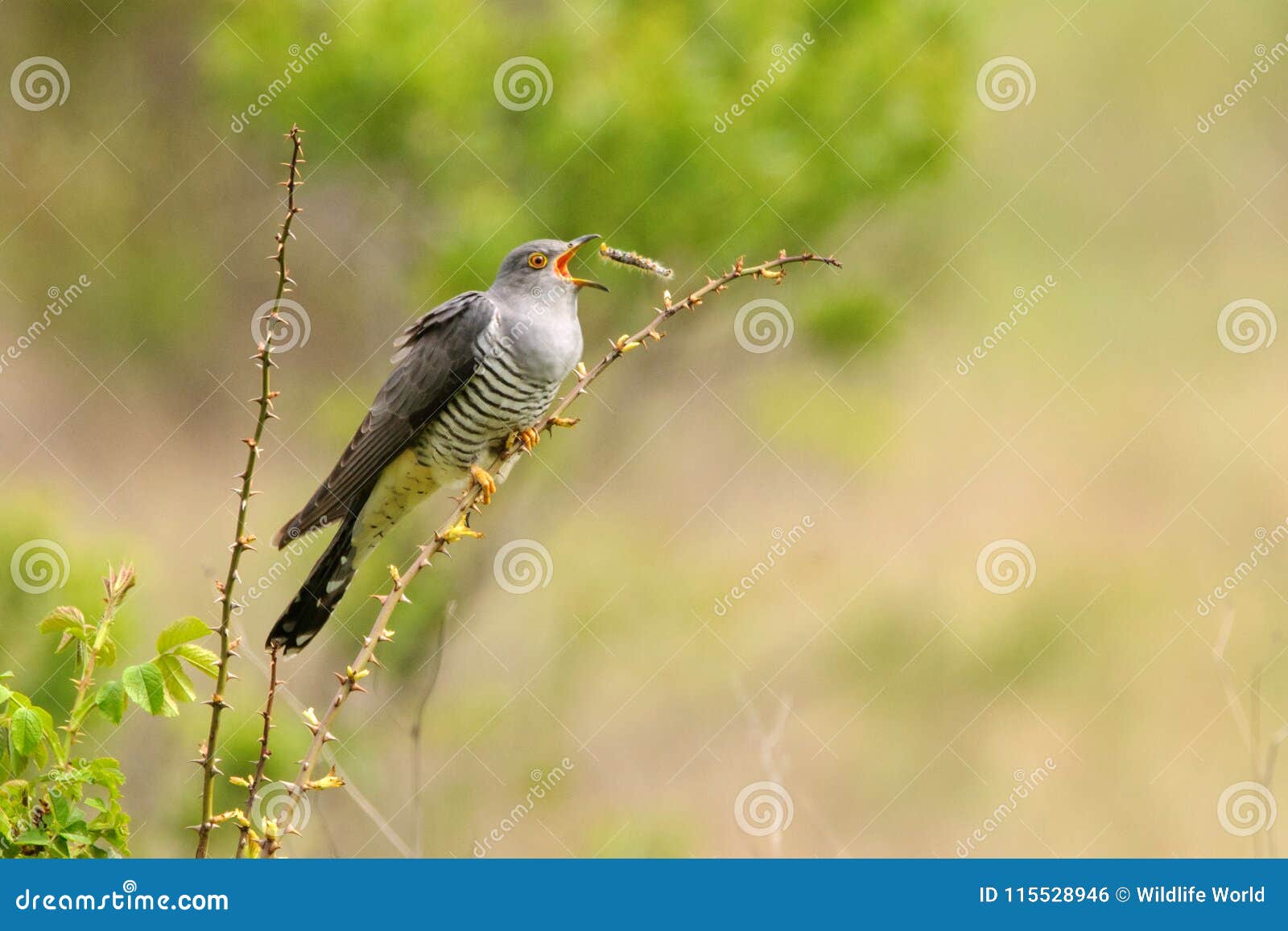 Common Cuckoo Cuculus Canorus Sitting on a Barbed Branch and Juggles a ...