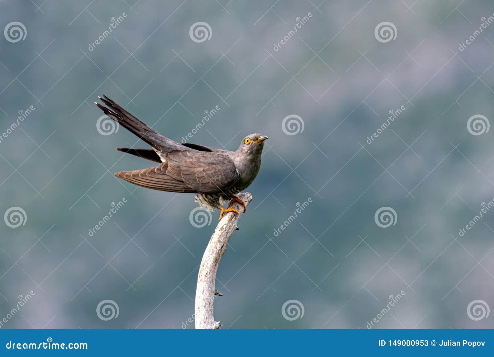Common Cuckoo Cuculus Canorus Sitting on a Barbed Branch Stock Image ...
