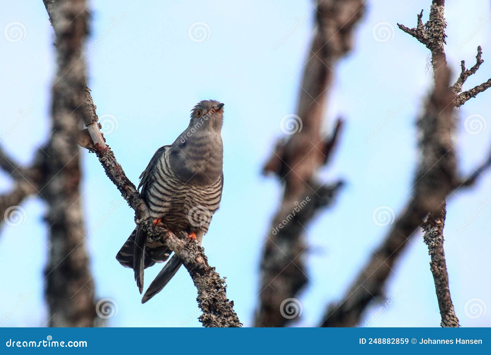 Common Cuckoo (Cuculus Canorus) Sitting in a Dead Tree Stock Image ...