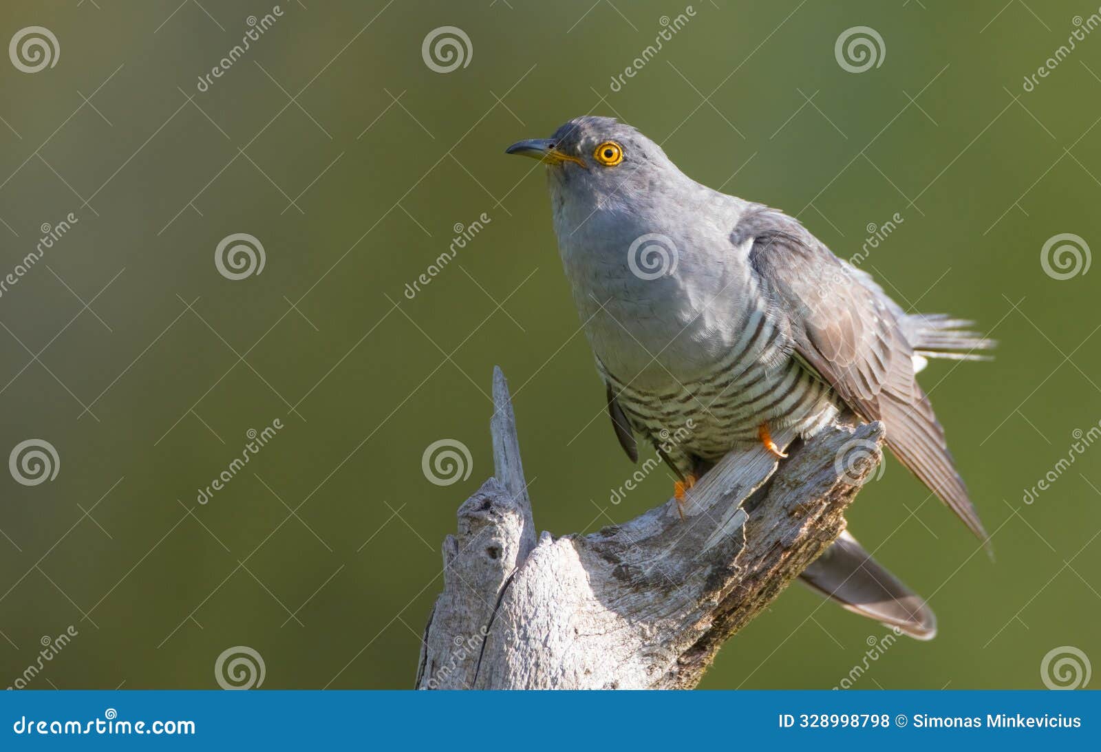 Common Cuckoo - Cuculus Canorus - in Spring Stock Photo - Image of wild ...