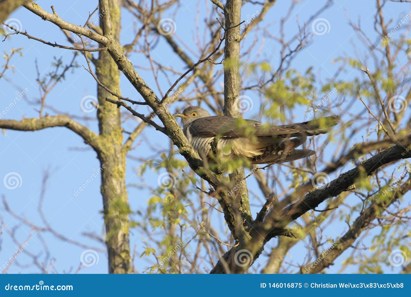 Common Cuckoo, Cuculus Canorus Stock Image - Image of feather, bird ...