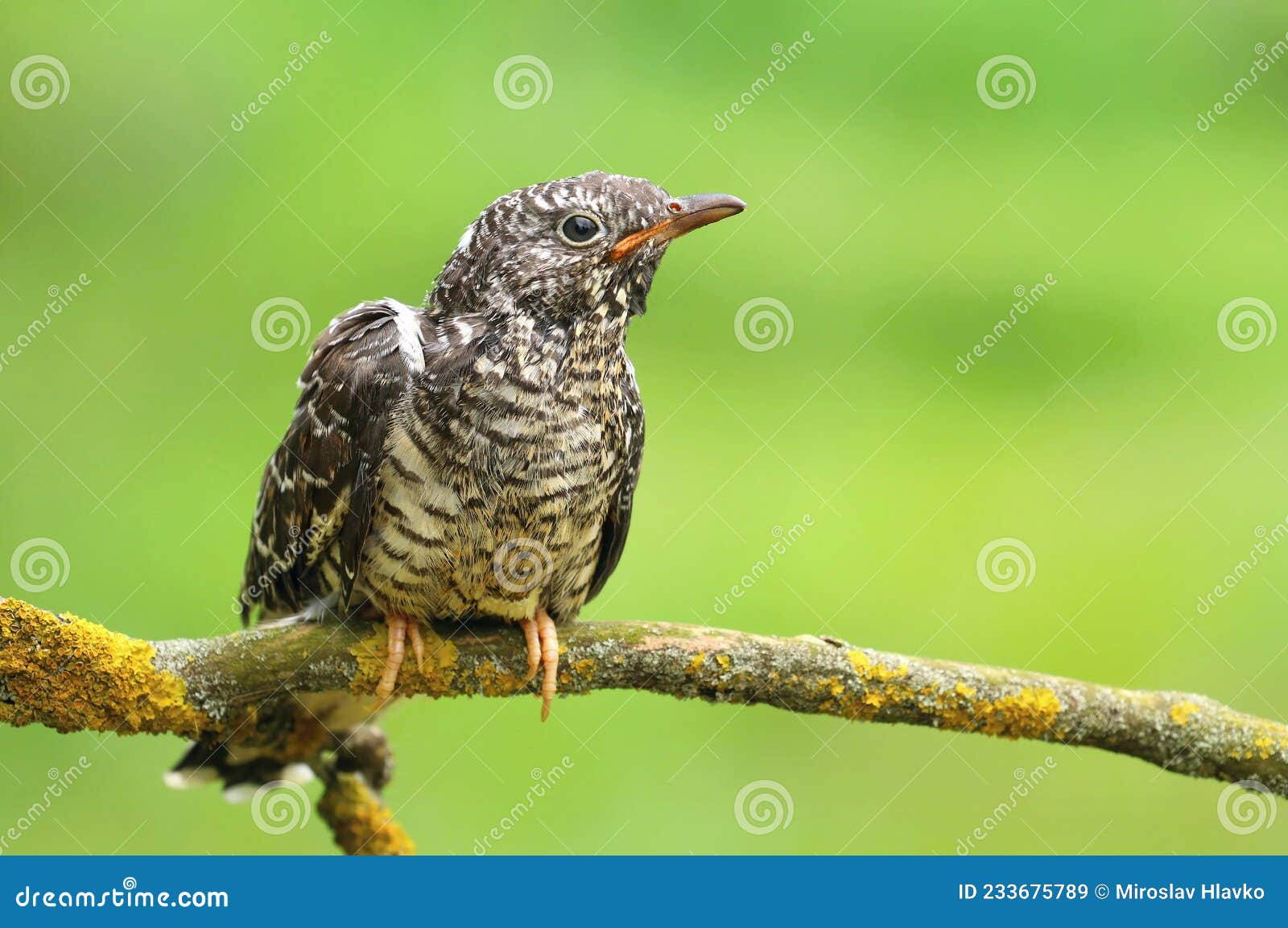 The Common Cuckoo Cuculus Canorus Stock Image - Image of natural ...