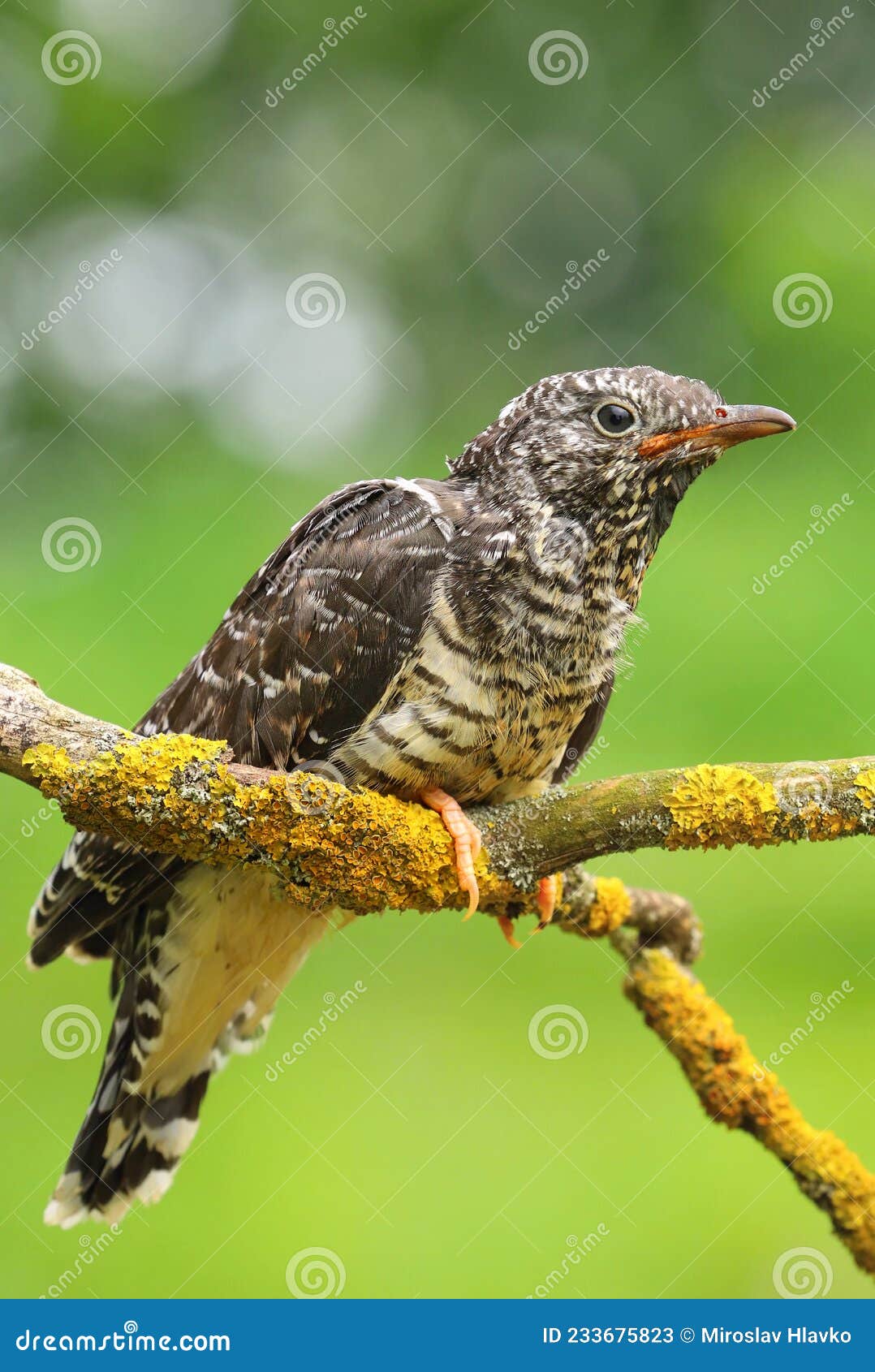 The Common Cuckoo Cuculus Canorus Stock Image - Image of beak ...