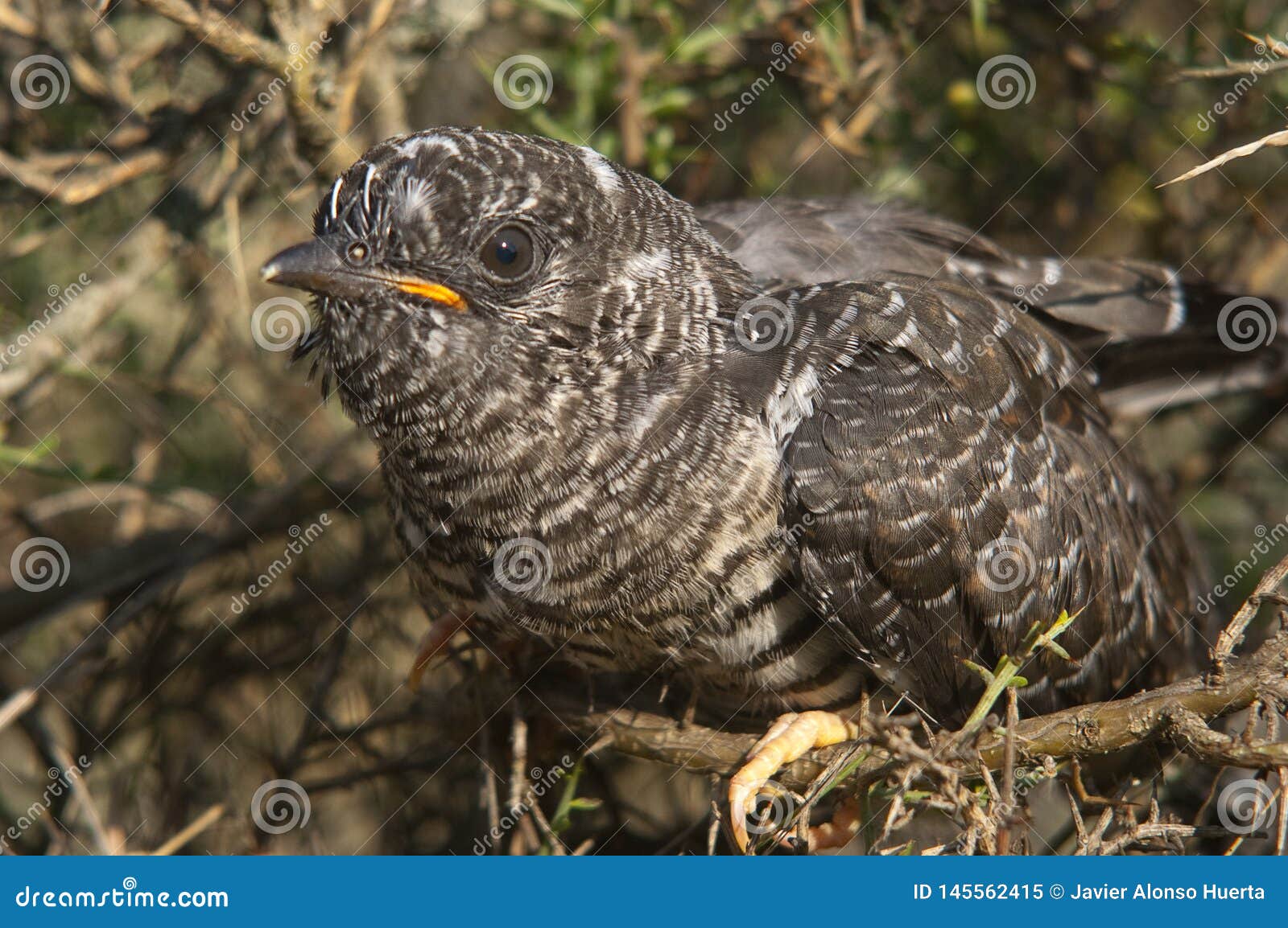 Common Cuckoo - Cuculus Canorus Young Stock Image - Image of ...