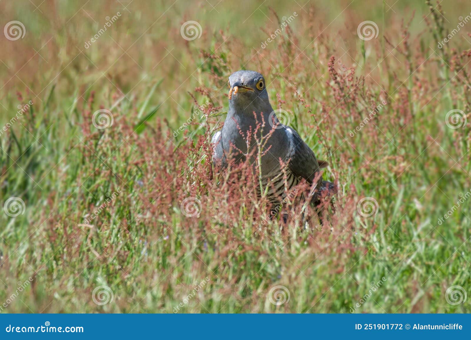 Common Cuckoo Feeding in Grass Stock Photo - Image of worm, beak: 251901772