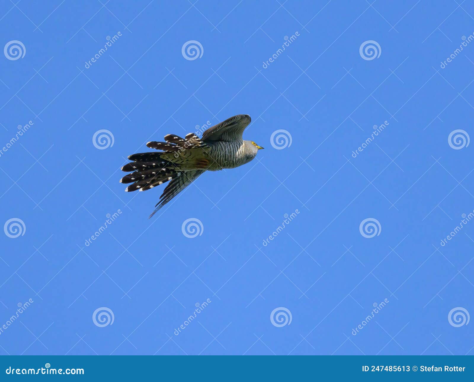 A Common Cuckoo in Flight Blue Sky Stock Image - Image of cuckoos ...