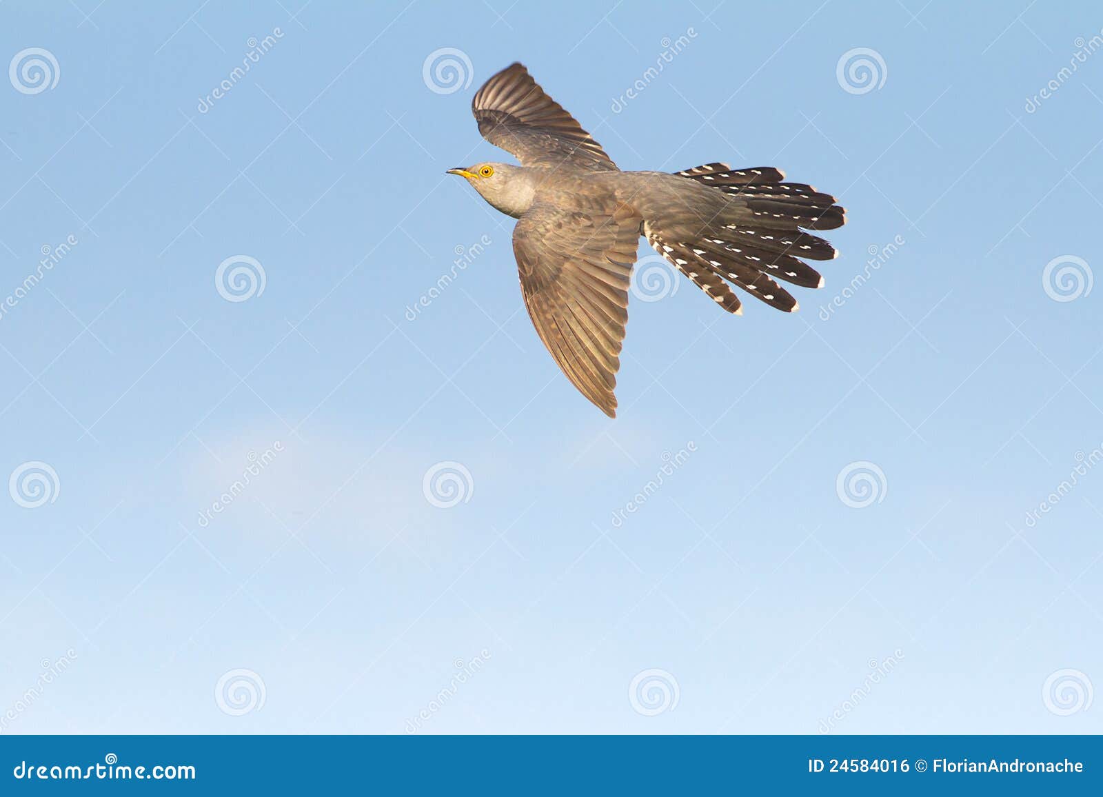 Common Cuckoo in Flight / Cuculus Canorus Stock Photo - Image of flight ...