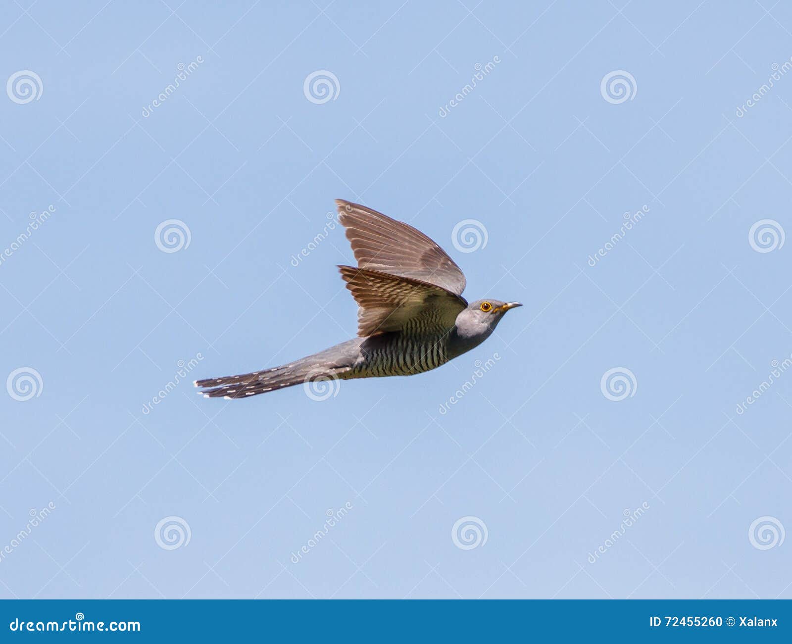 Common cuckoo in flight stock photo. Image of beautiful - 72455260