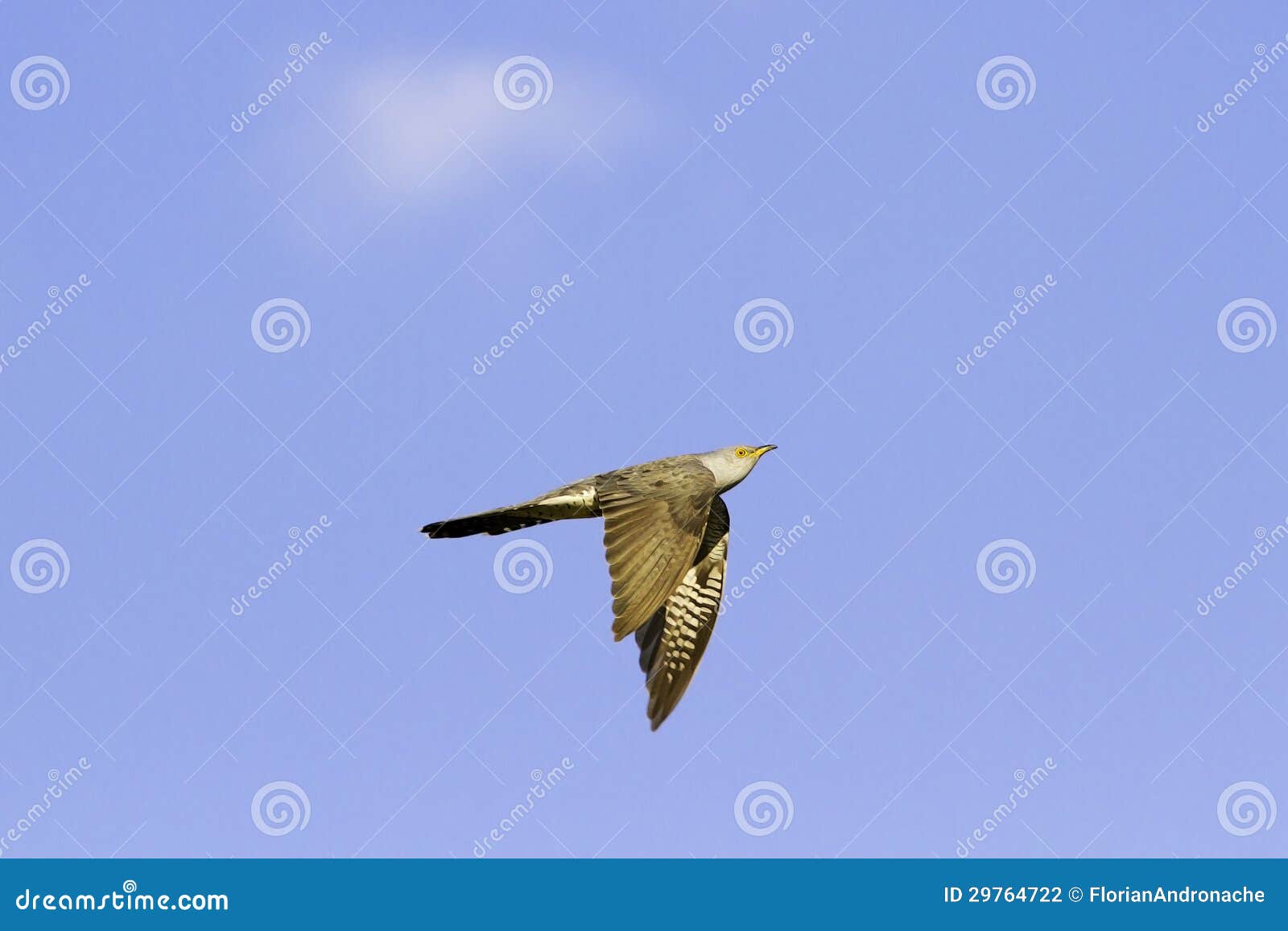 Common Cuckoo in Flight / Cuculus Canorus Stock Photo - Image of cuckoo ...