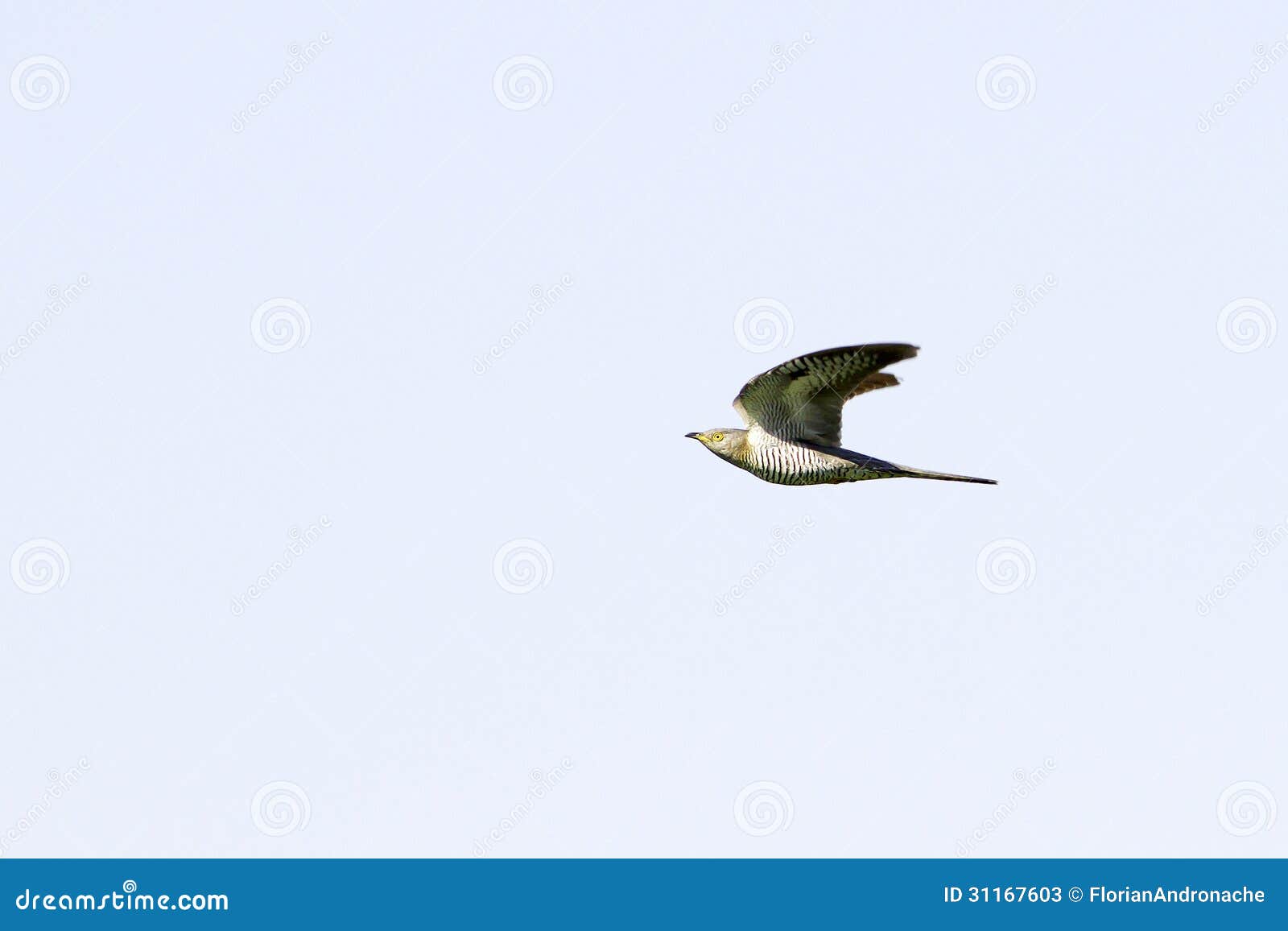Common Cuckoo in Flight ( European Cuckoo) Stock Image - Image of ...