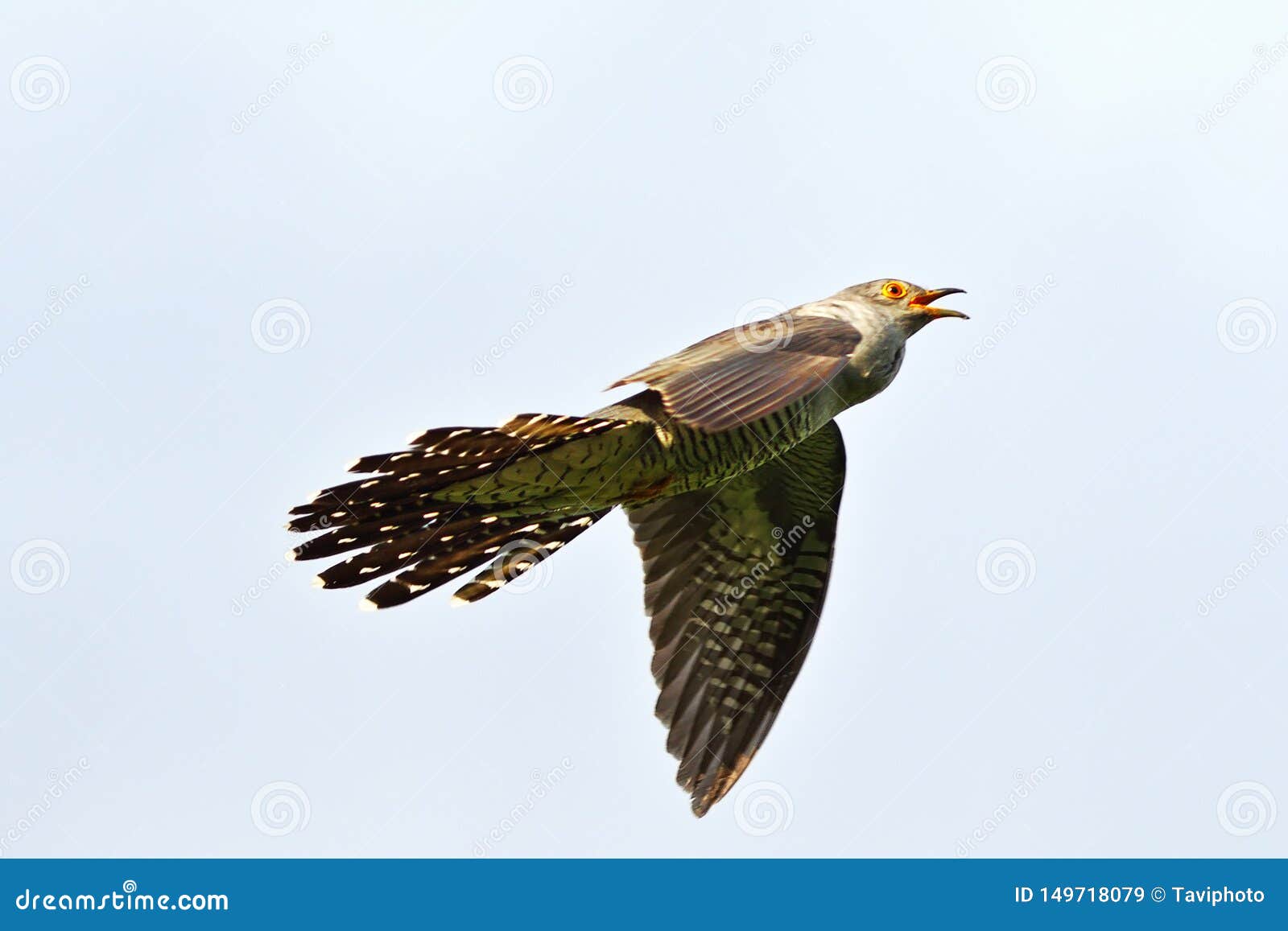 Common cuckoo in flight stock image. Image of animal - 149718079