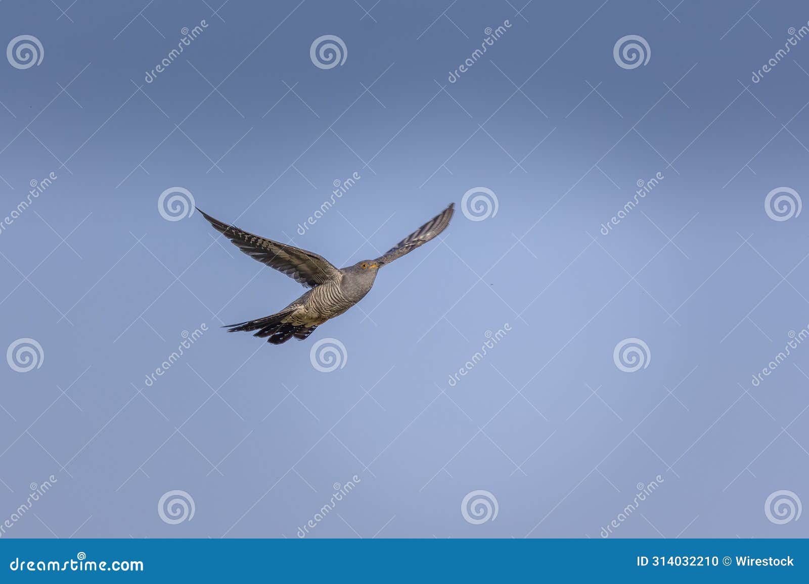 Common Cuckoo Flying in the Blue Sky, Cuculus Canorus Stock Photo ...