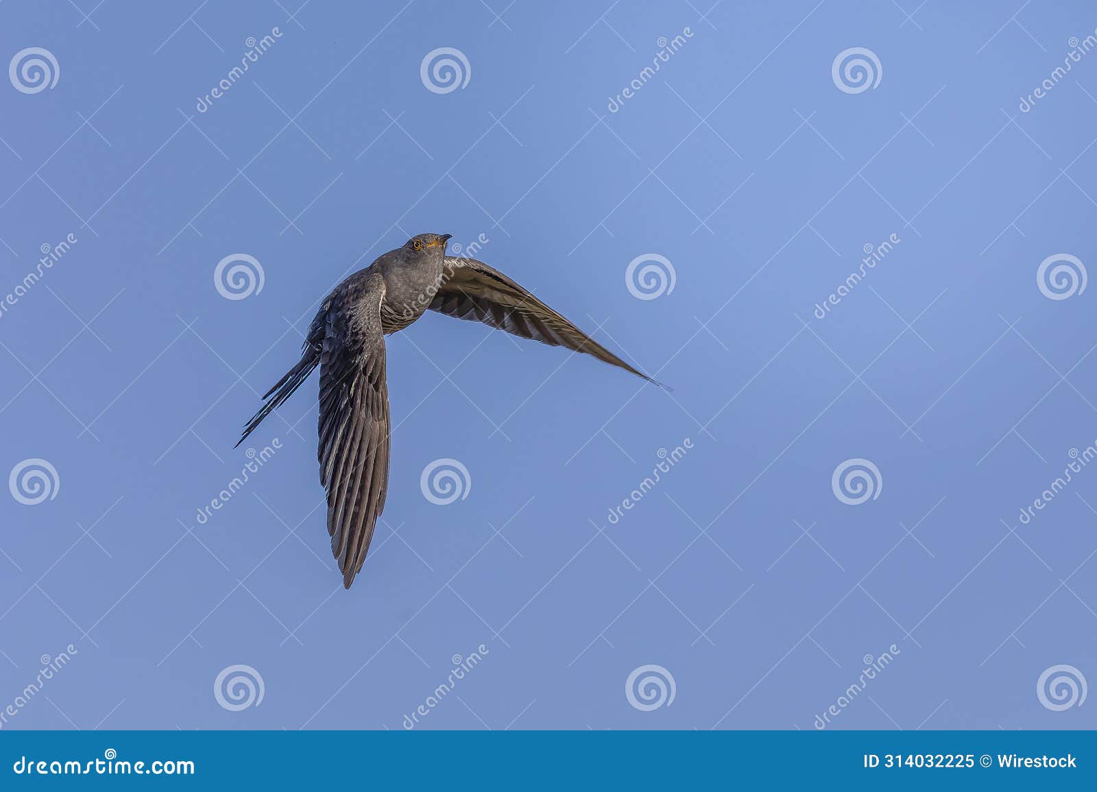 Common Cuckoo Flying in the Blue Sky, Cuculus Canorus Stock Image ...